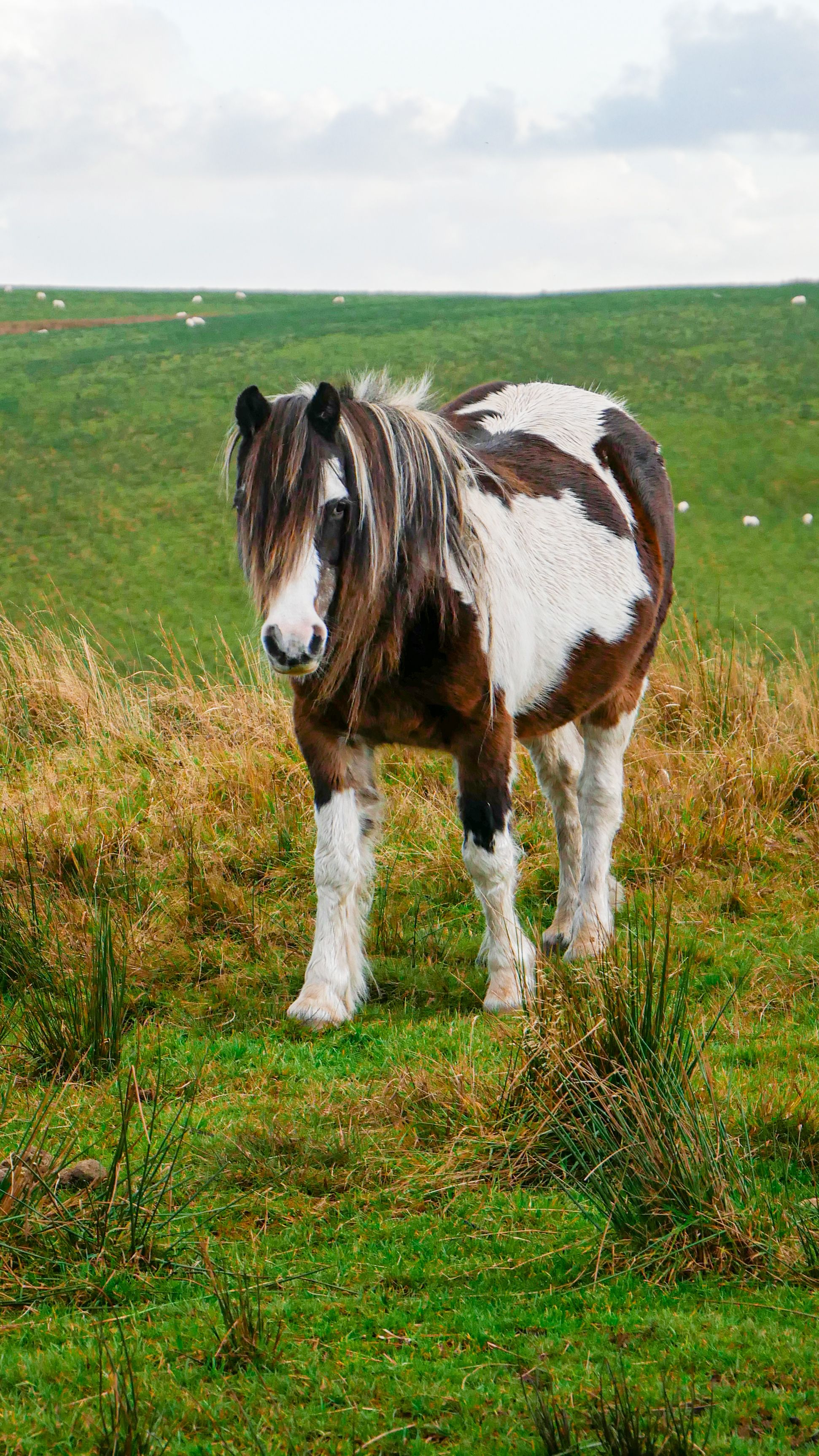 Beautiful Brown and White Pony in Scenic Field · Free Stock Photo