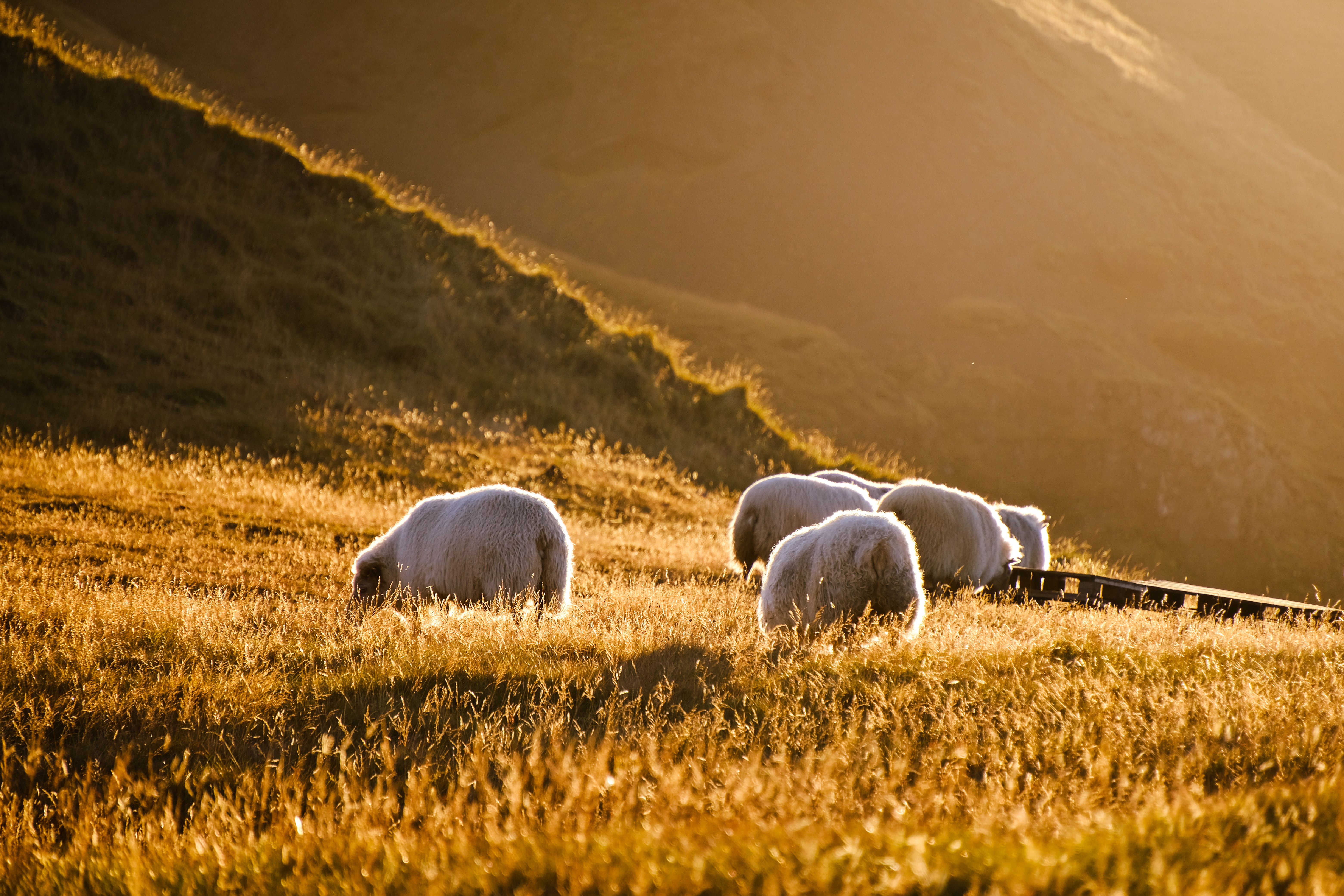 Golden Hour Sheep Grazing in Scenic Hillside · Free Stock Photo