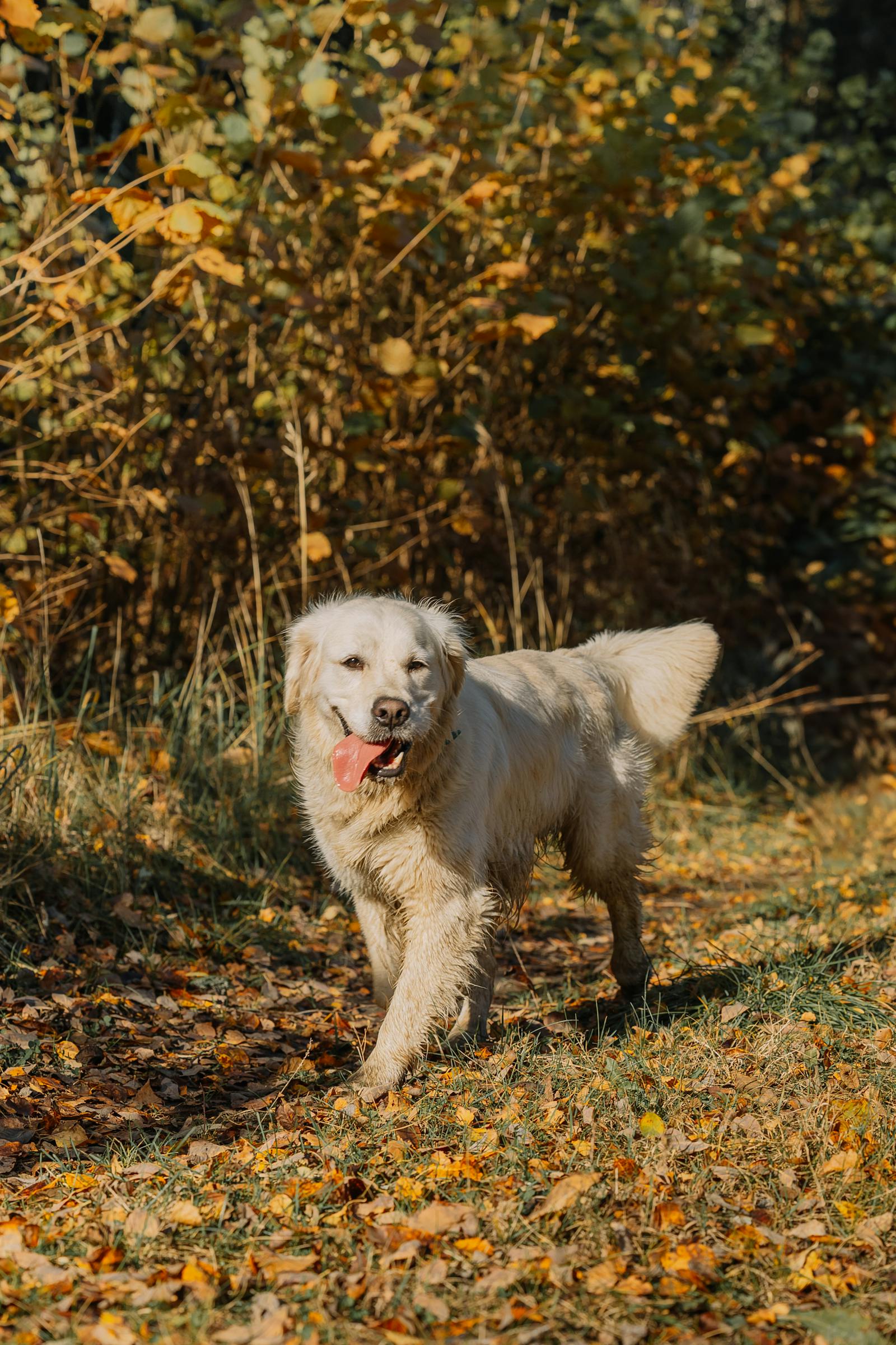 English Retriever Photos, Download The BEST Free English Retriever ...