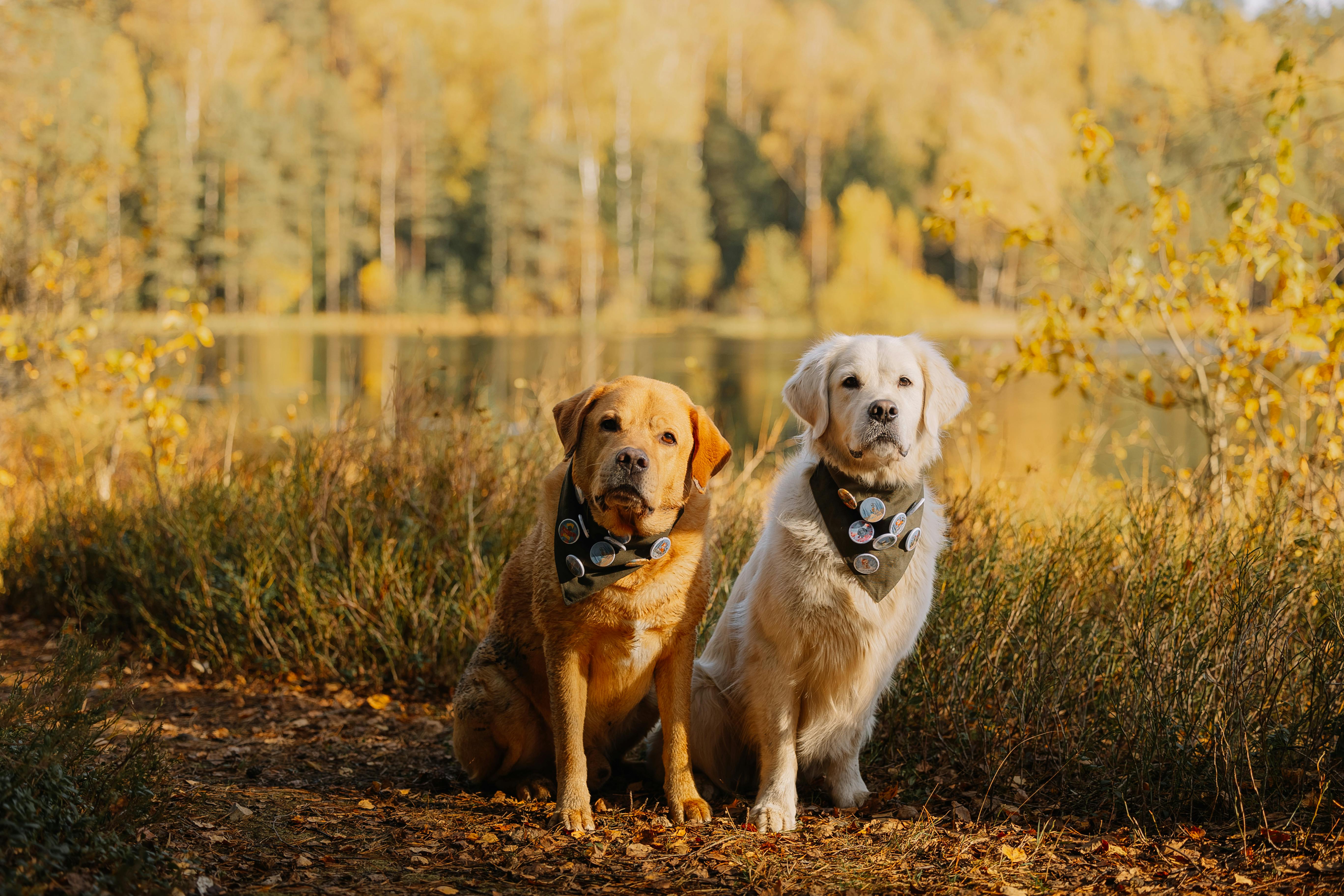 Dogs Photos Photos, Download The BEST Free Dogs Photos Stock Photos ...