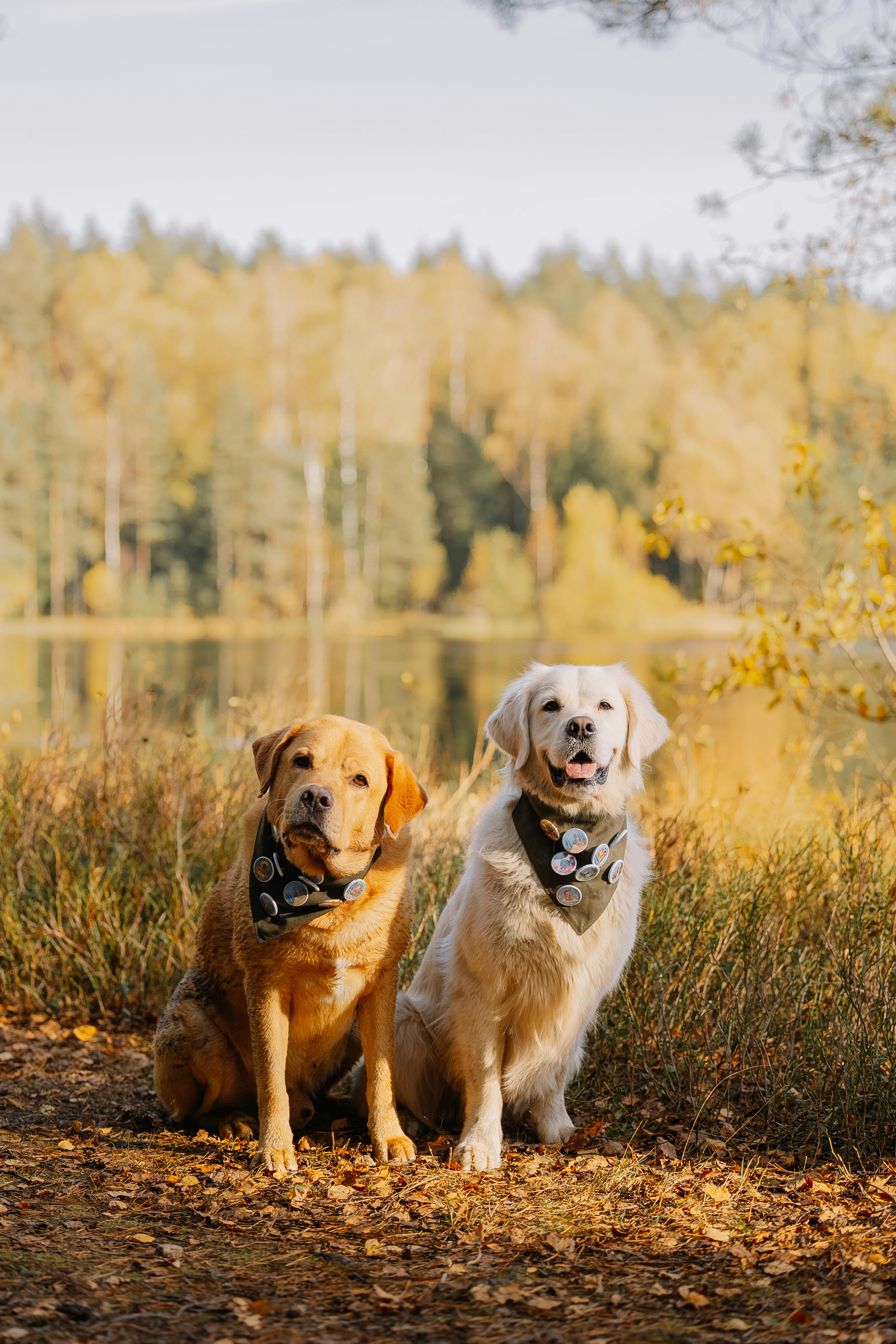 Two friendly dogs by a serene autumn lake · Free Stock Photo