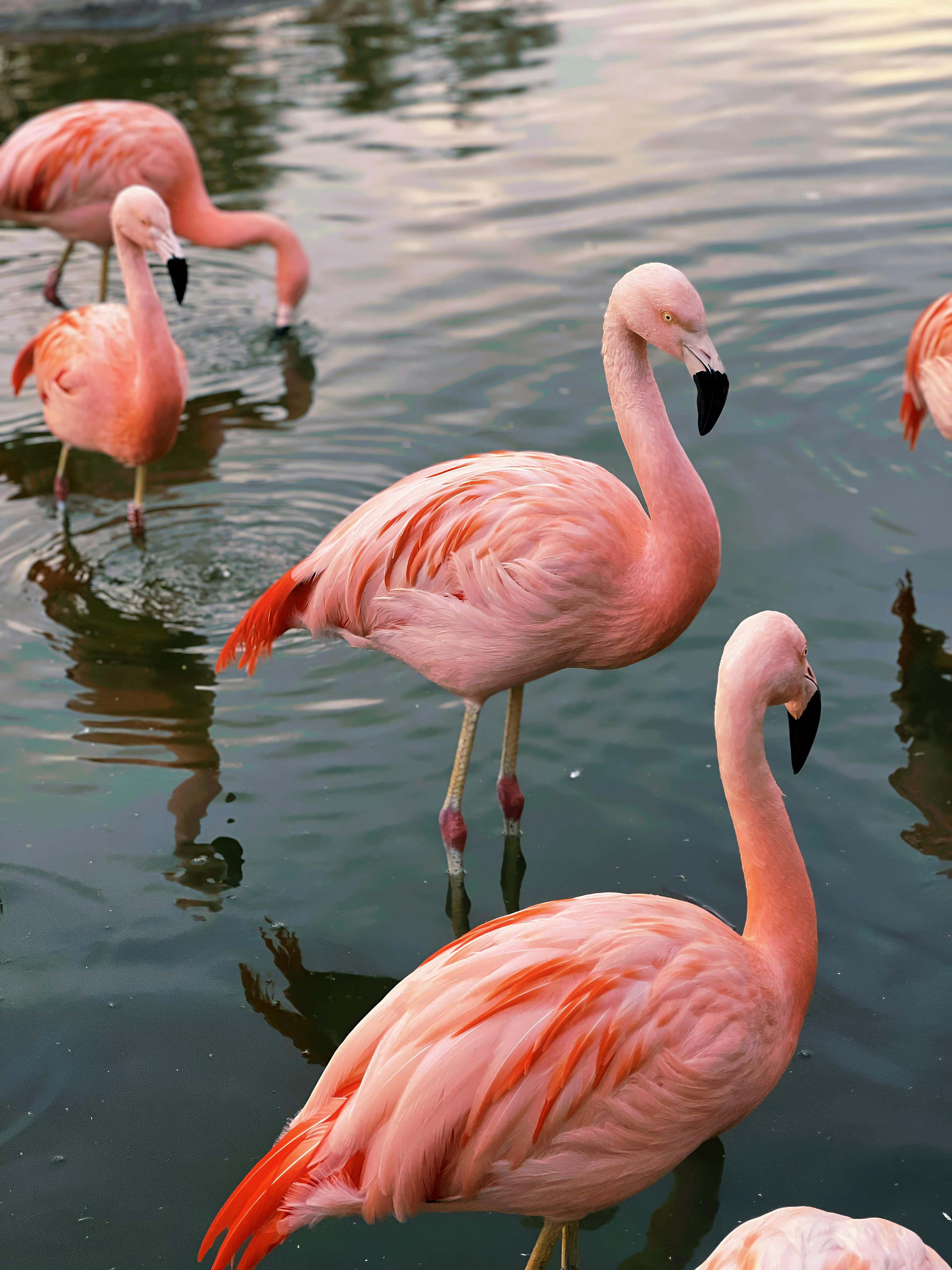 Flamingo Snake Photos, Download The BEST Free Flamingo Snake Stock ...