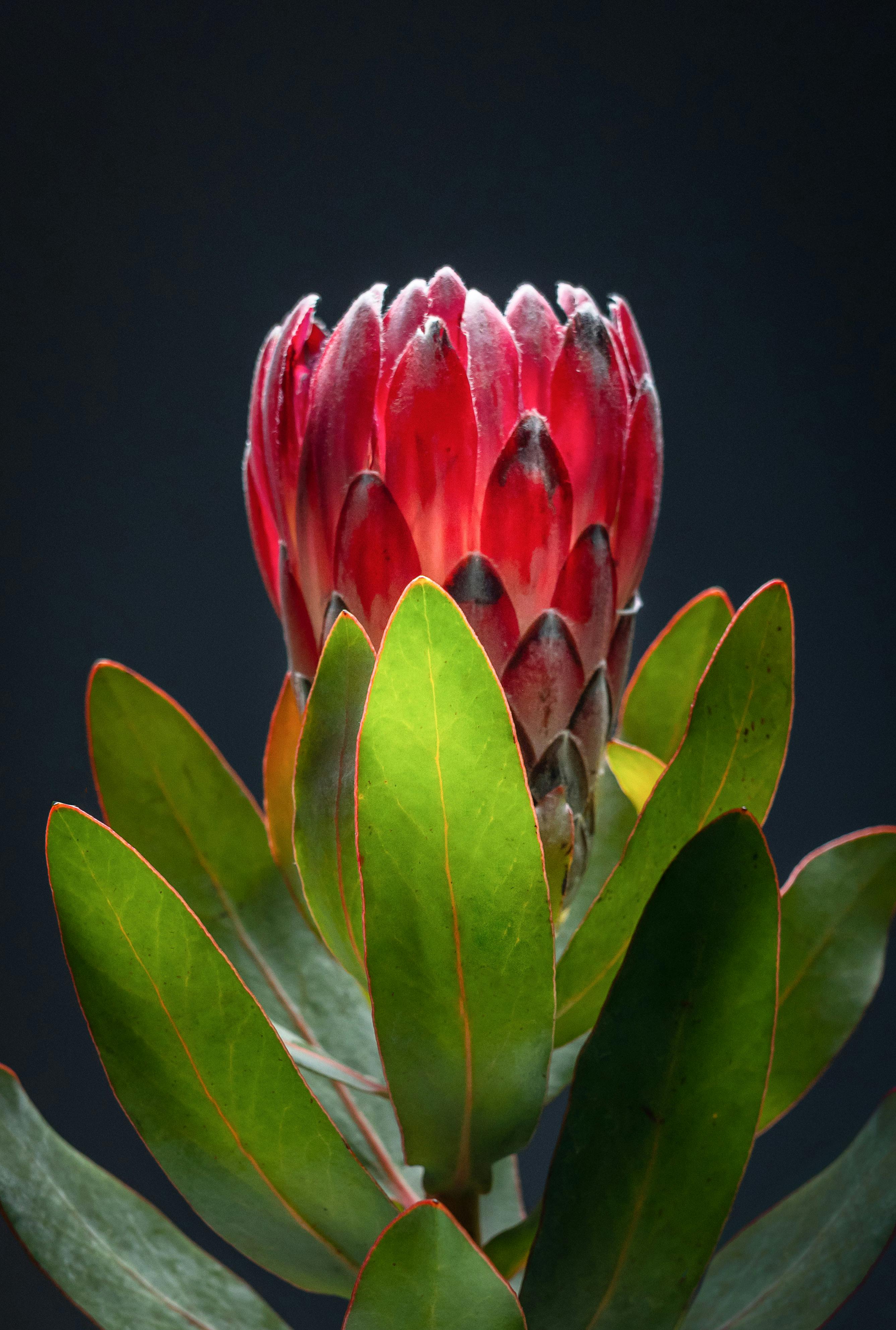 Elegant Single Protea Flower on Dark Background · Free Stock Photo