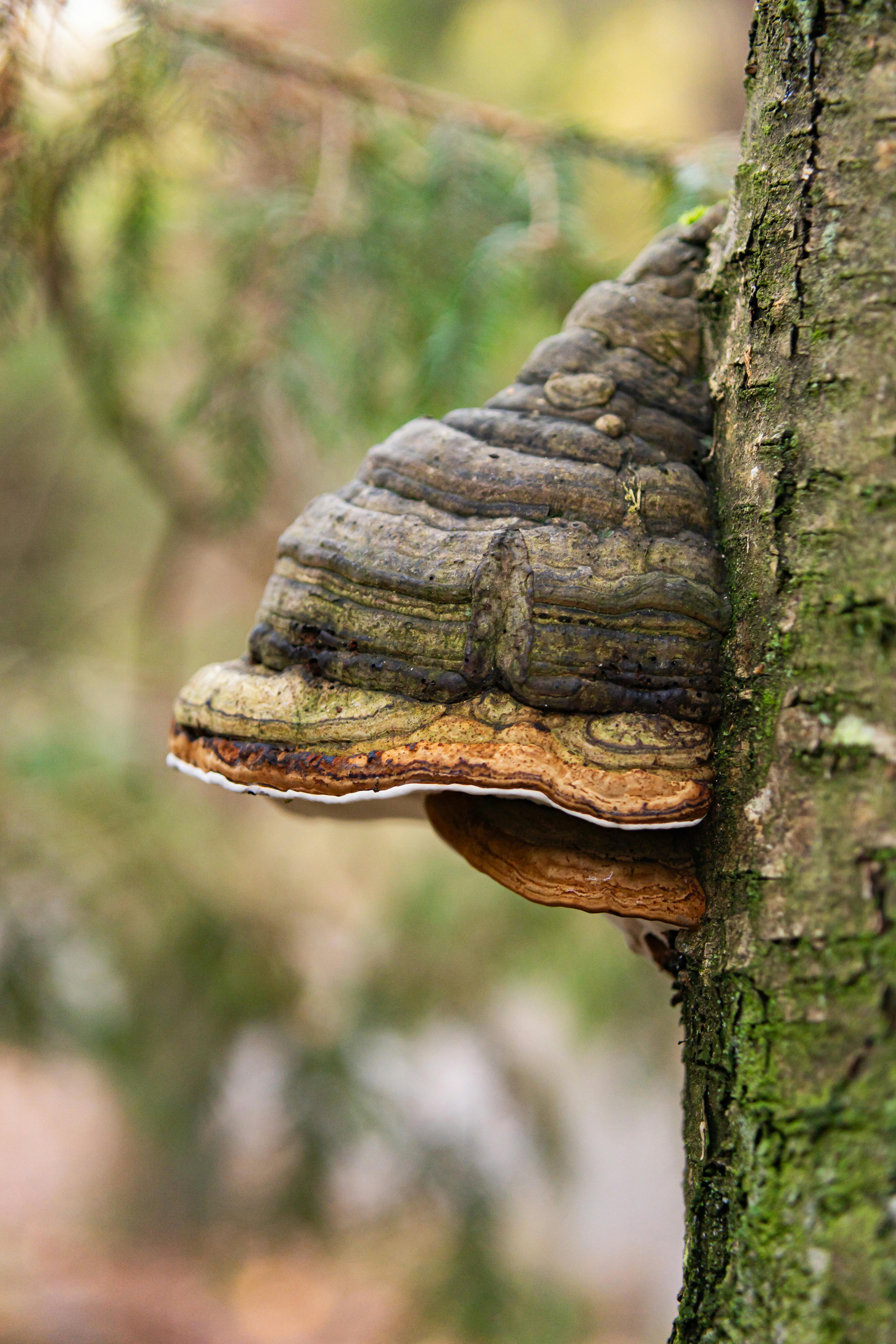 Primer Plano De Un Hongo De Repisa En El Tronco De Un árbol · Foto de ...