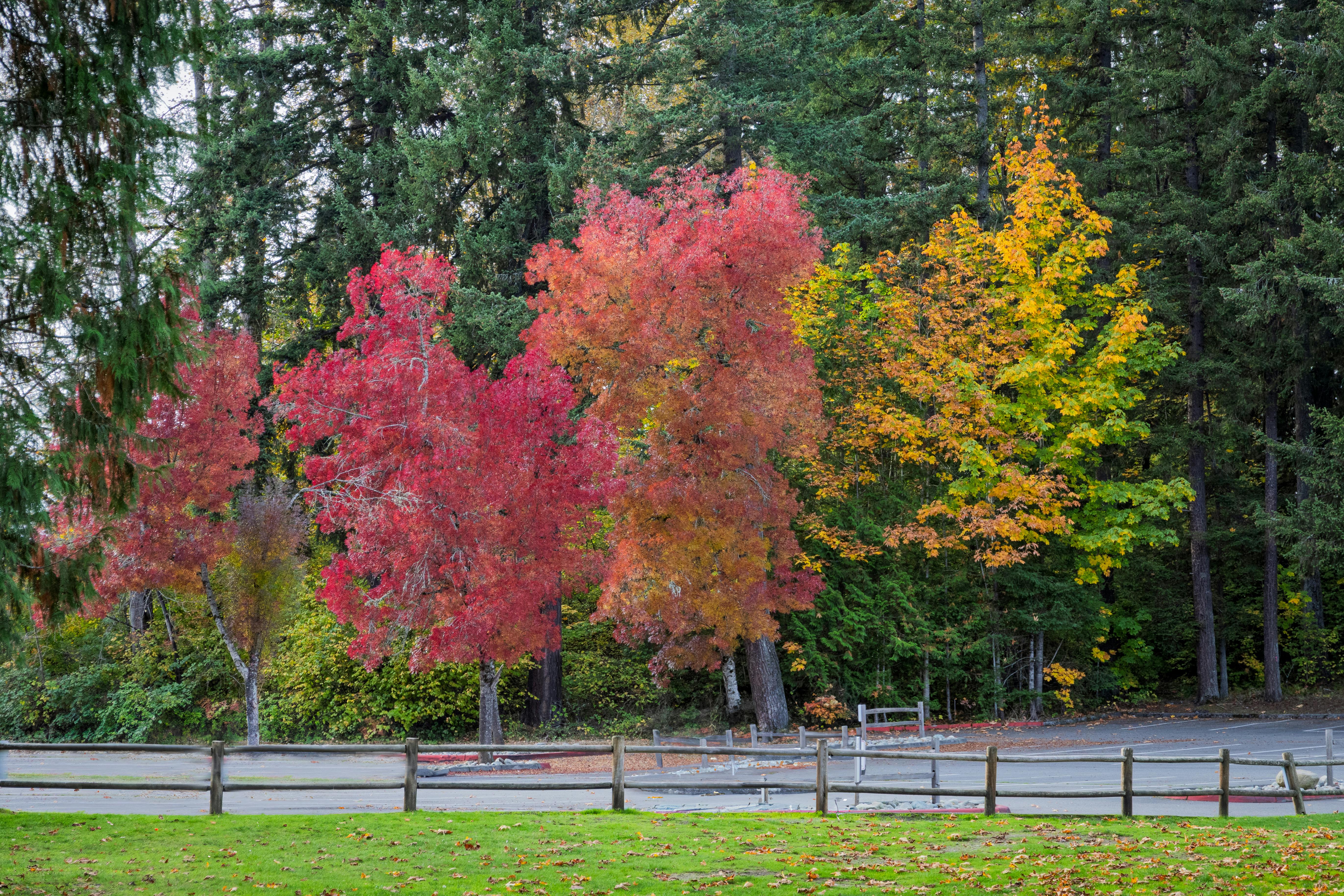 Vibrant Autumn Foliage in Maple Valley, WA Park · Free Stock Photo