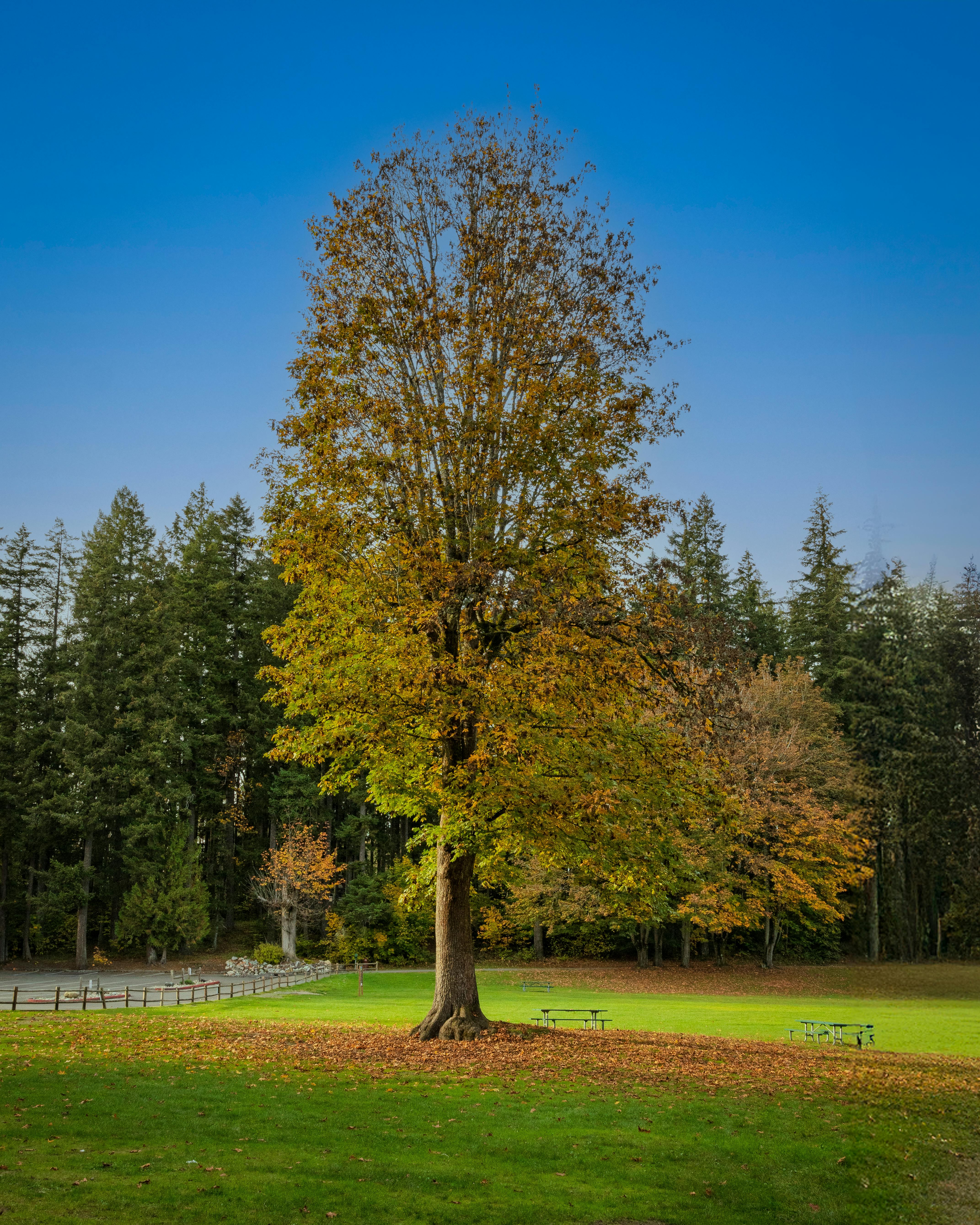 Majestic Autumn Tree in Maple Valley Park · Free Stock Photo