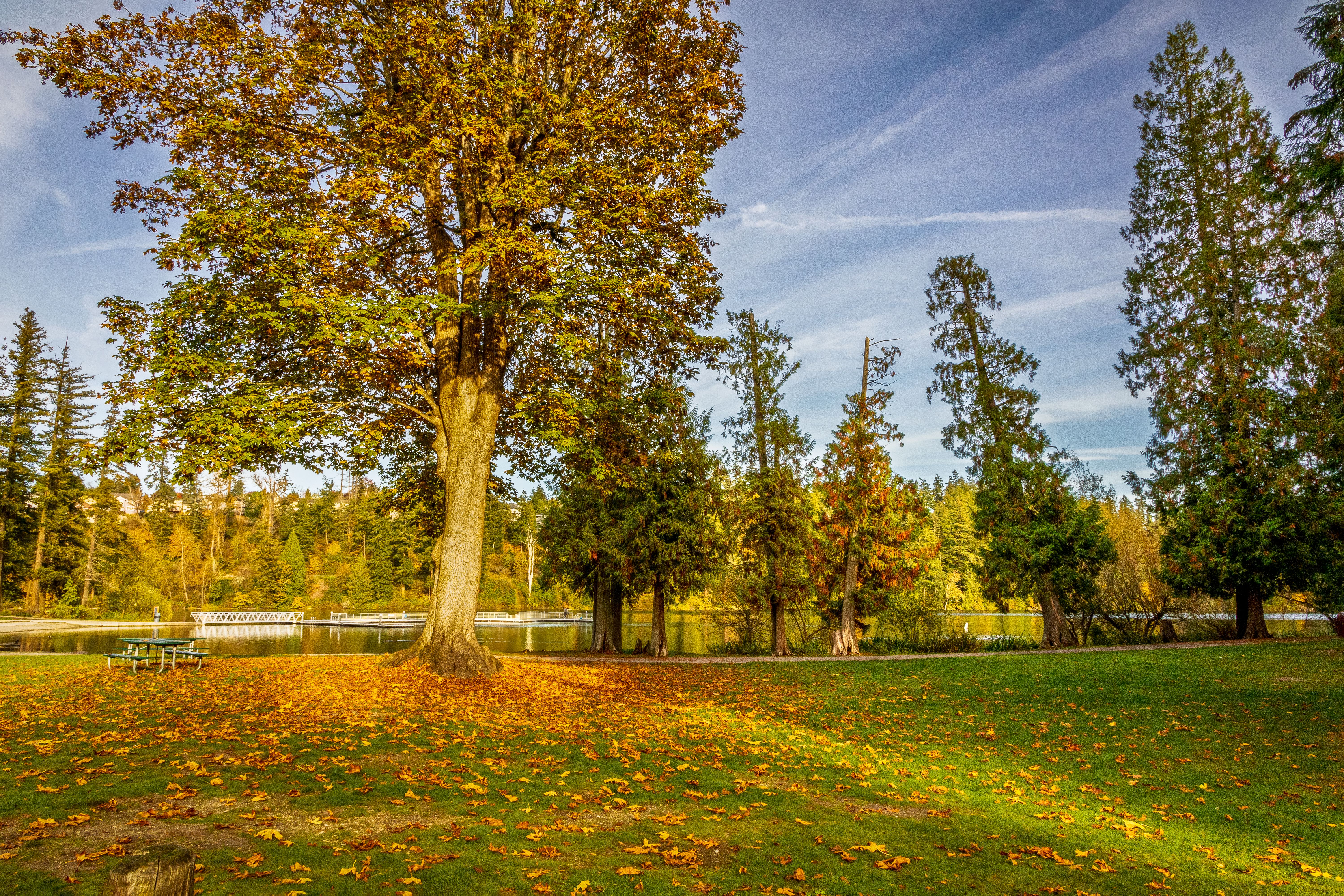 Autumn Landscape in Maple Valley Park · Free Stock Photo