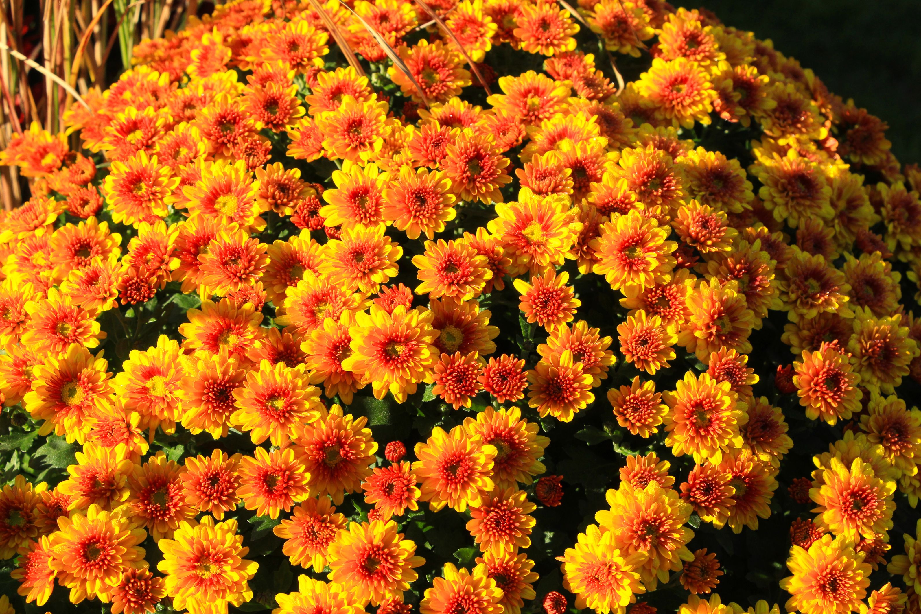 Vibrant Yellow and Orange Chrysanthemum Flowers · Free Stock Photo