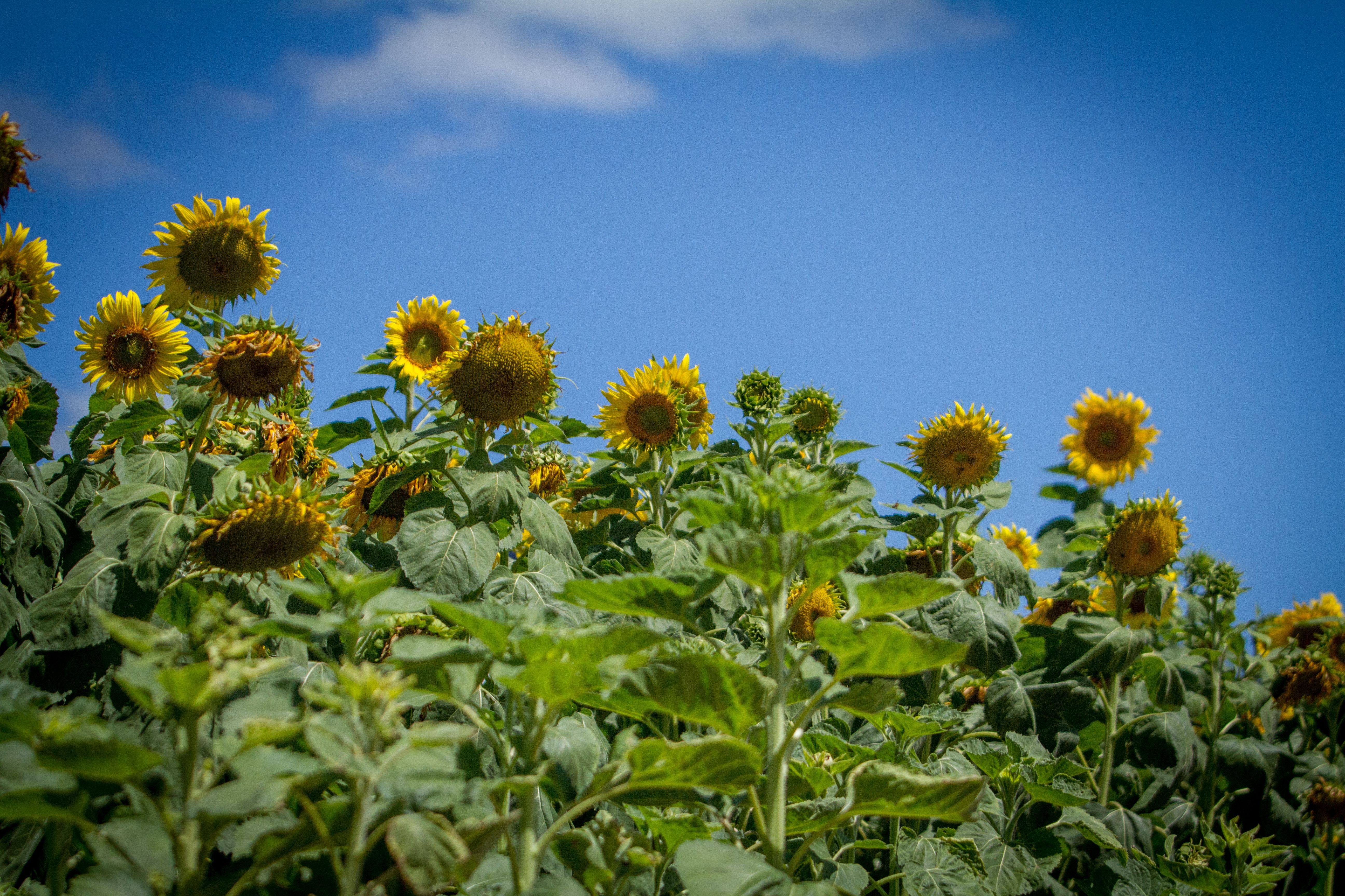 Sunflowers Blooming Under a Clear Blue Sky · Free Stock Photo