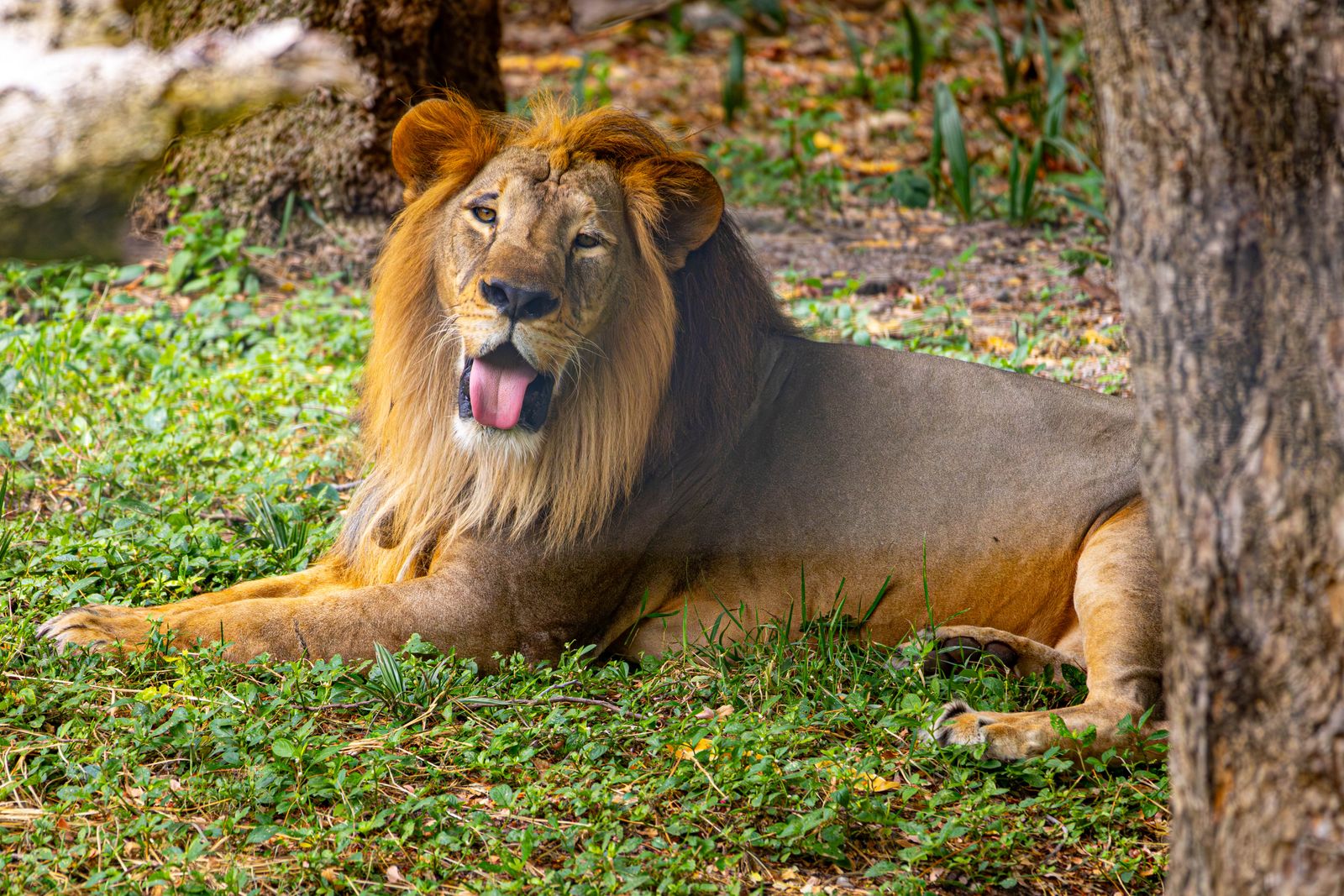 Picture Of A Lion Photos, Download The BEST Free Picture Of A Lion ...