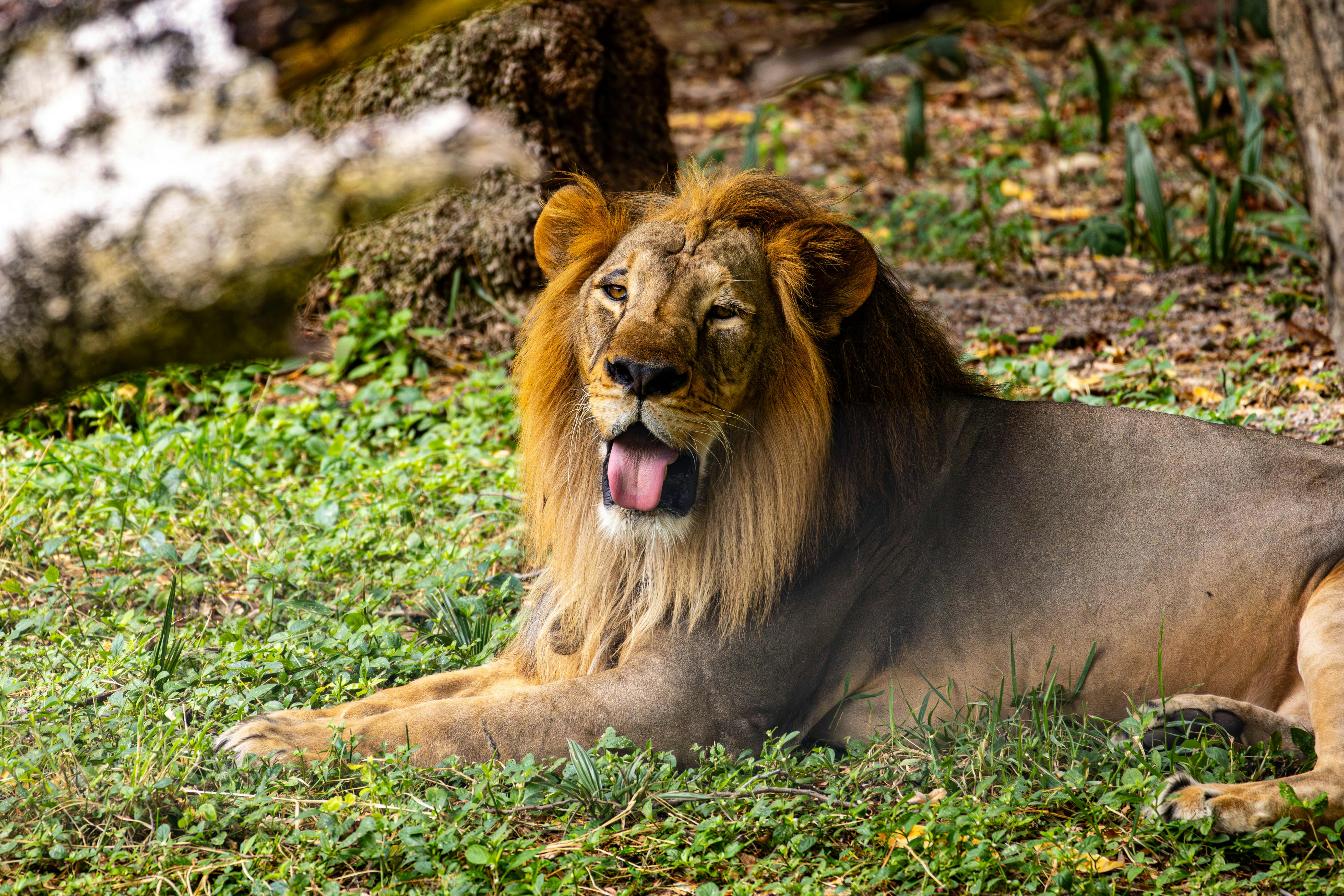 Relaxed Lion Resting in Forest Clearing · Free Stock Photo