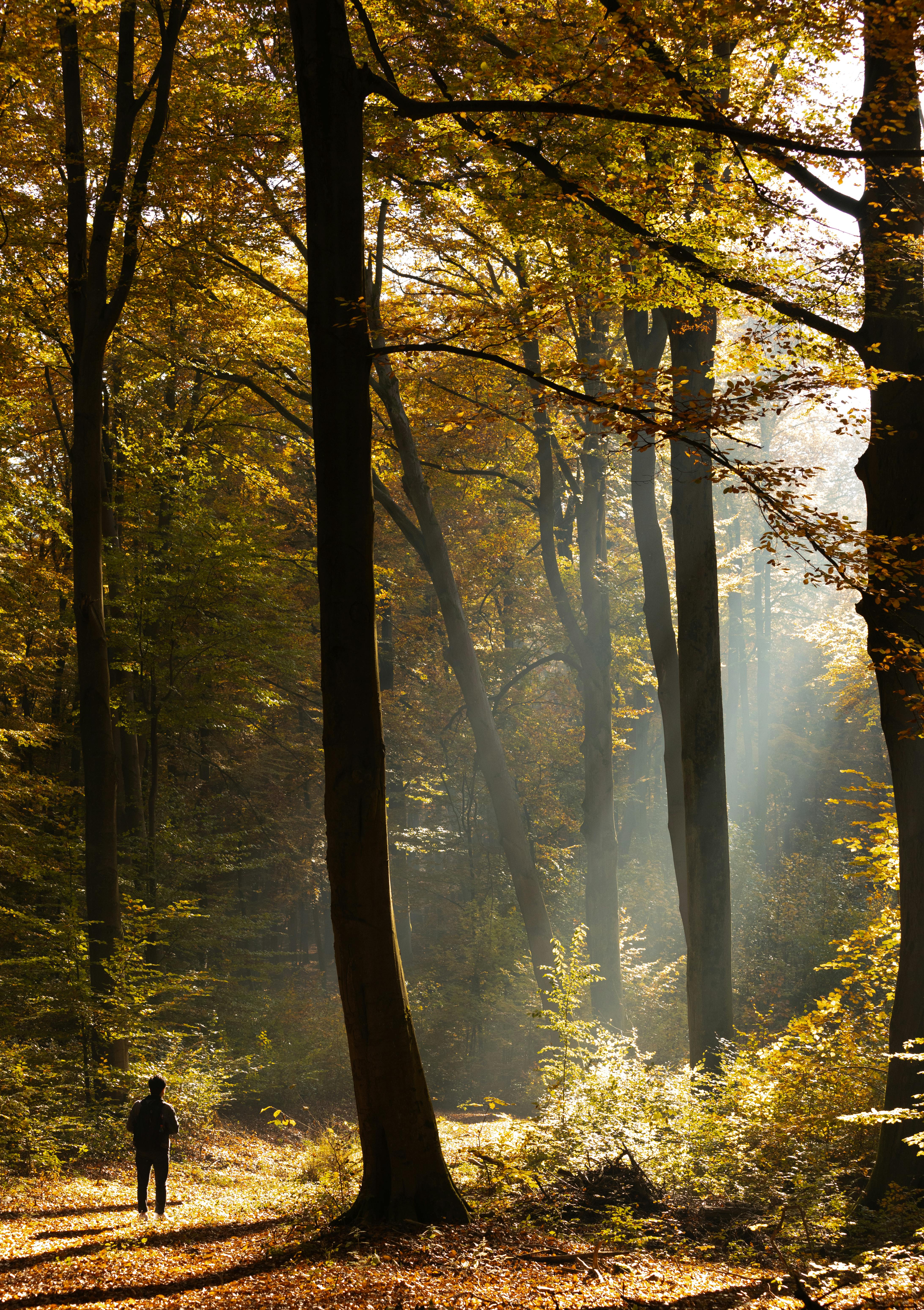 Tranquil Autumn Forest Walk with Sun Rays · Free Stock Photo