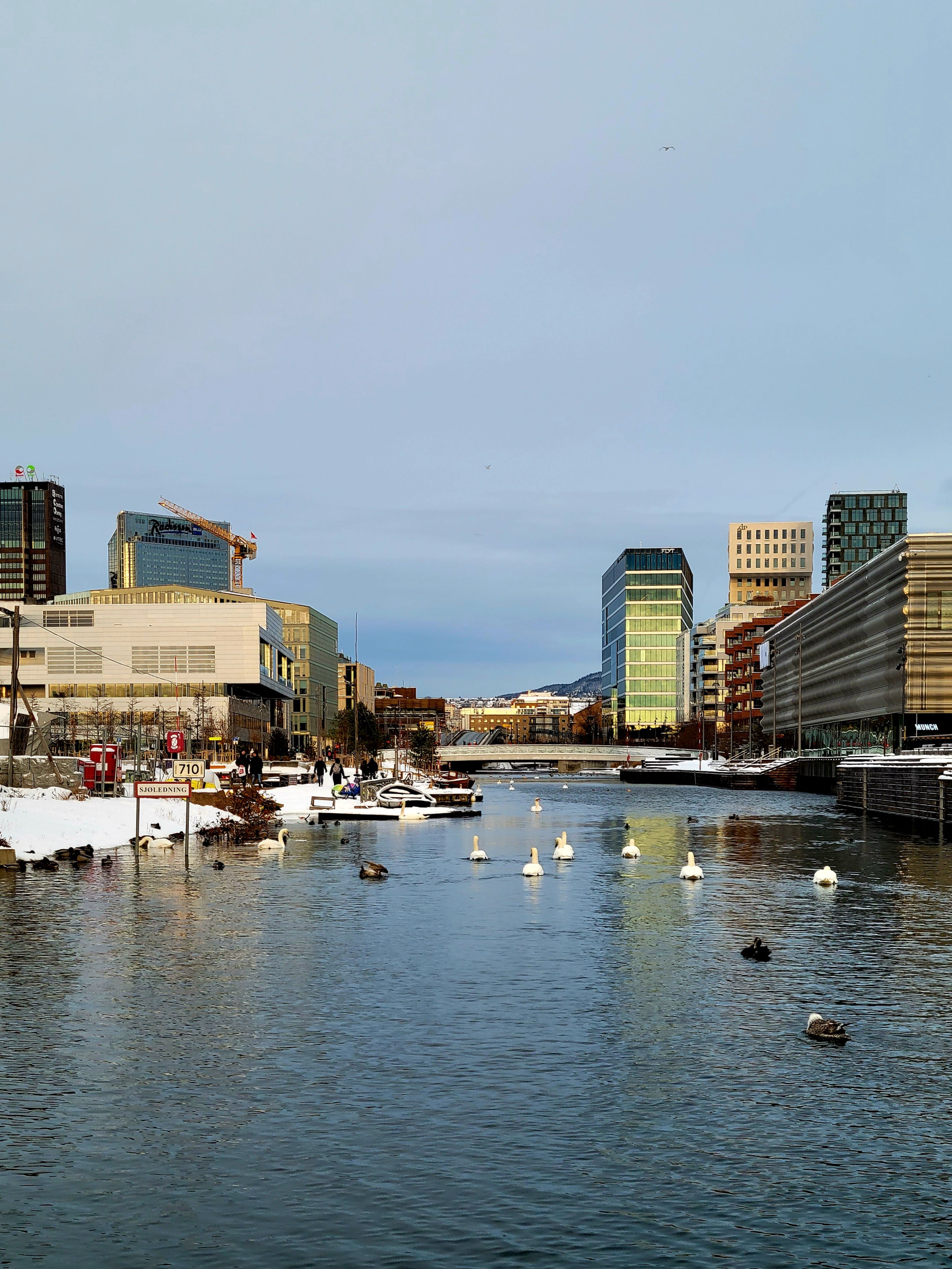 Winter Scene of Bjørvika, Oslo with Swans · Free Stock Photo