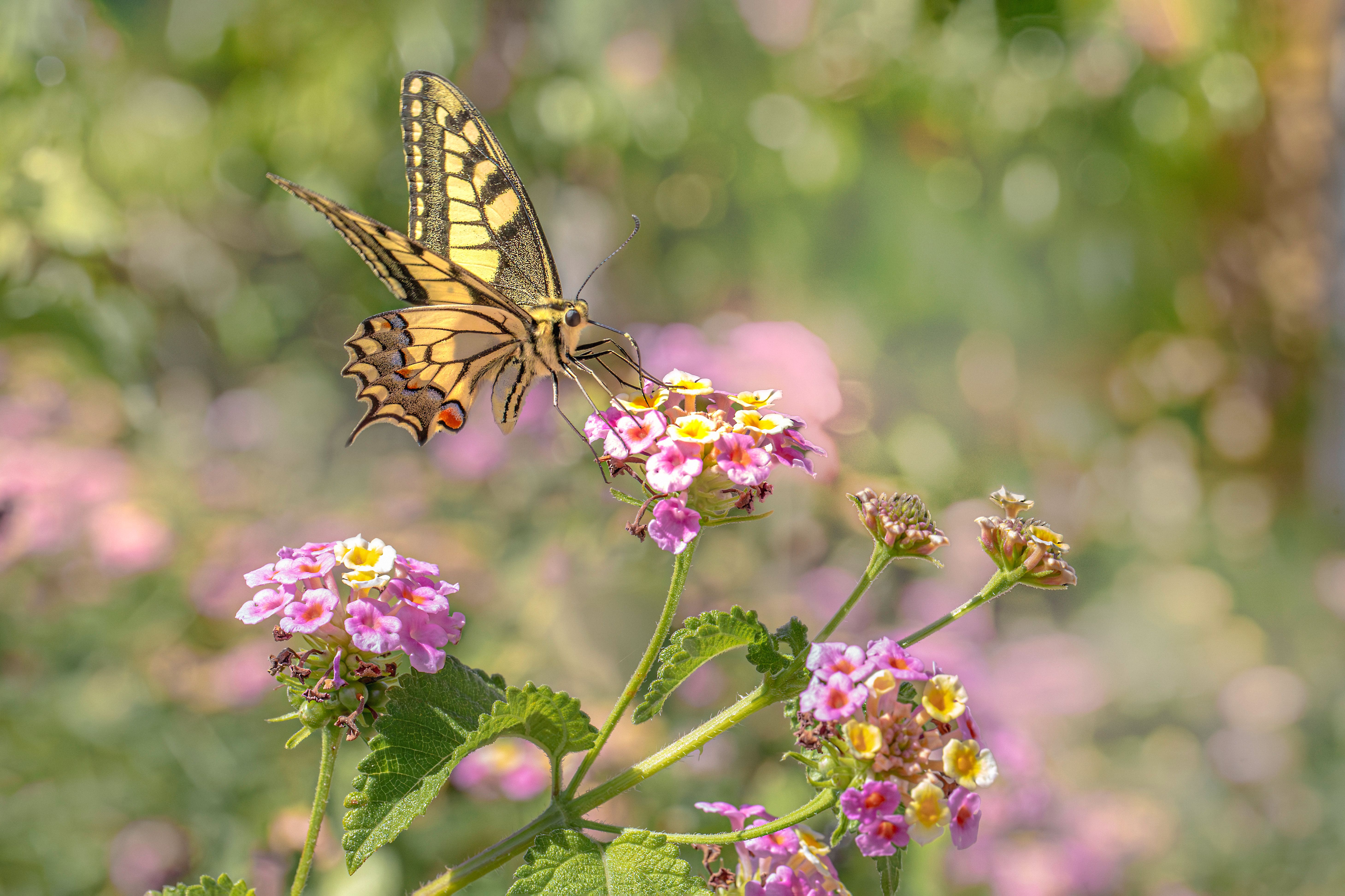Δωρεάν στοκ φωτογραφιών με bokeh, lantana, macro, papilio machaon ...