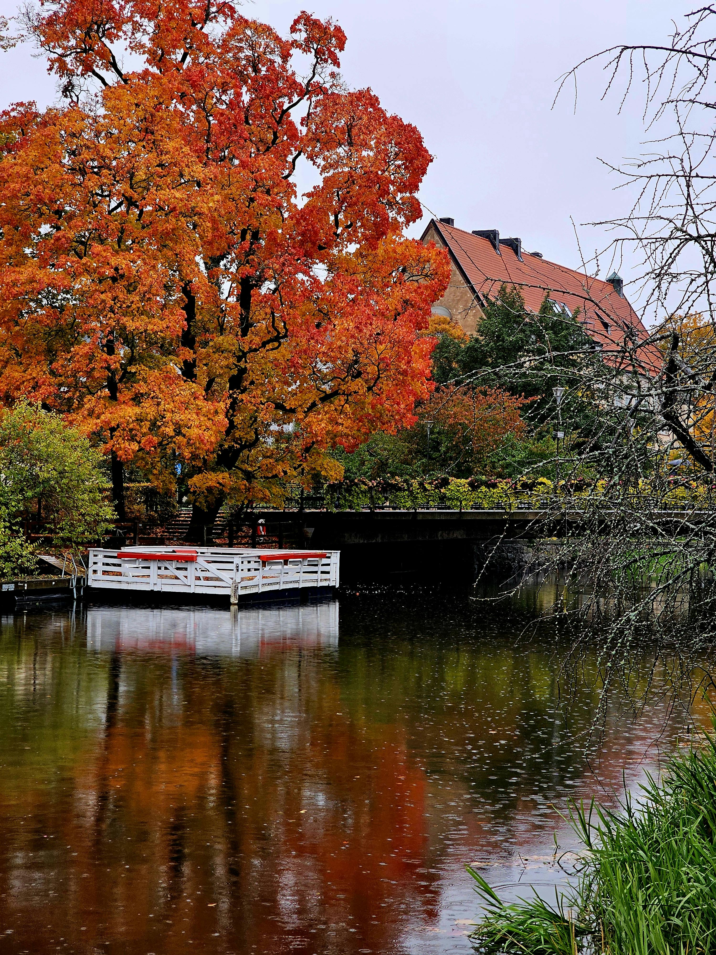 Swedish Flora Photos, Download The BEST Free Swedish Flora Stock Photos ...