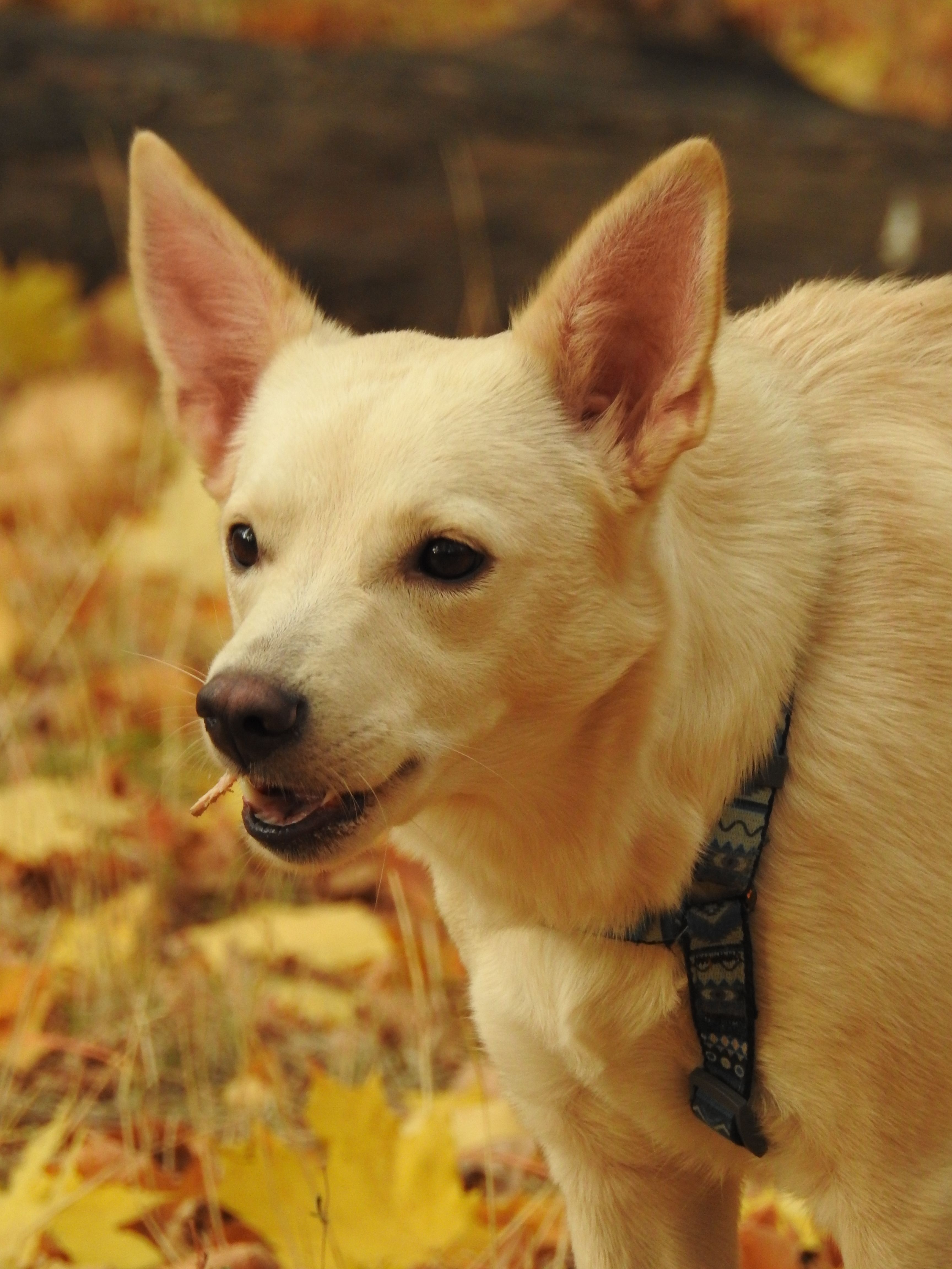 Doggy Kann Photos, Download The BEST Free Doggy Kann Stock Photos & HD ...