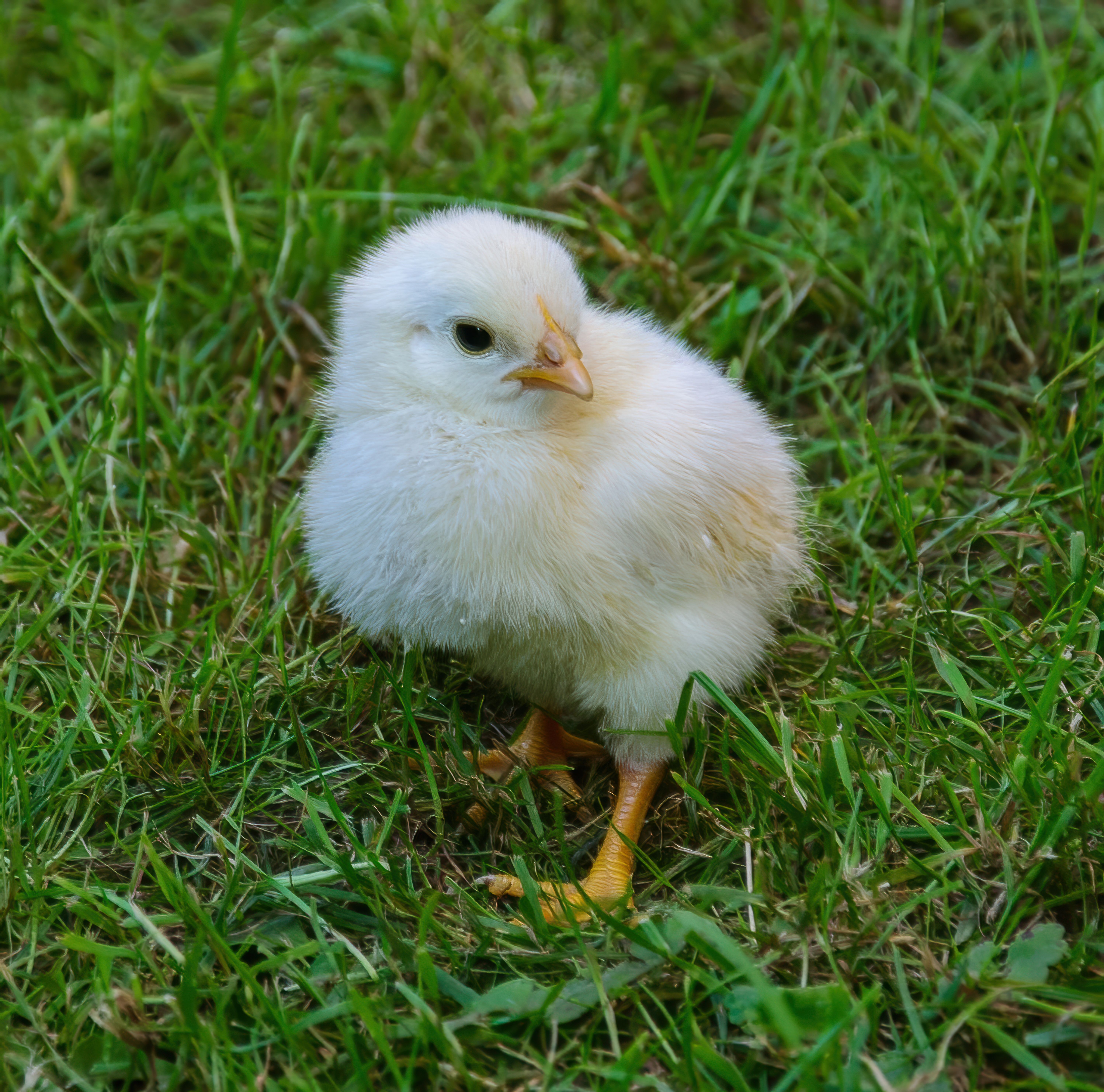 Close-Up of a Fluffy Baby Chick on Grass · Free Stock Photo