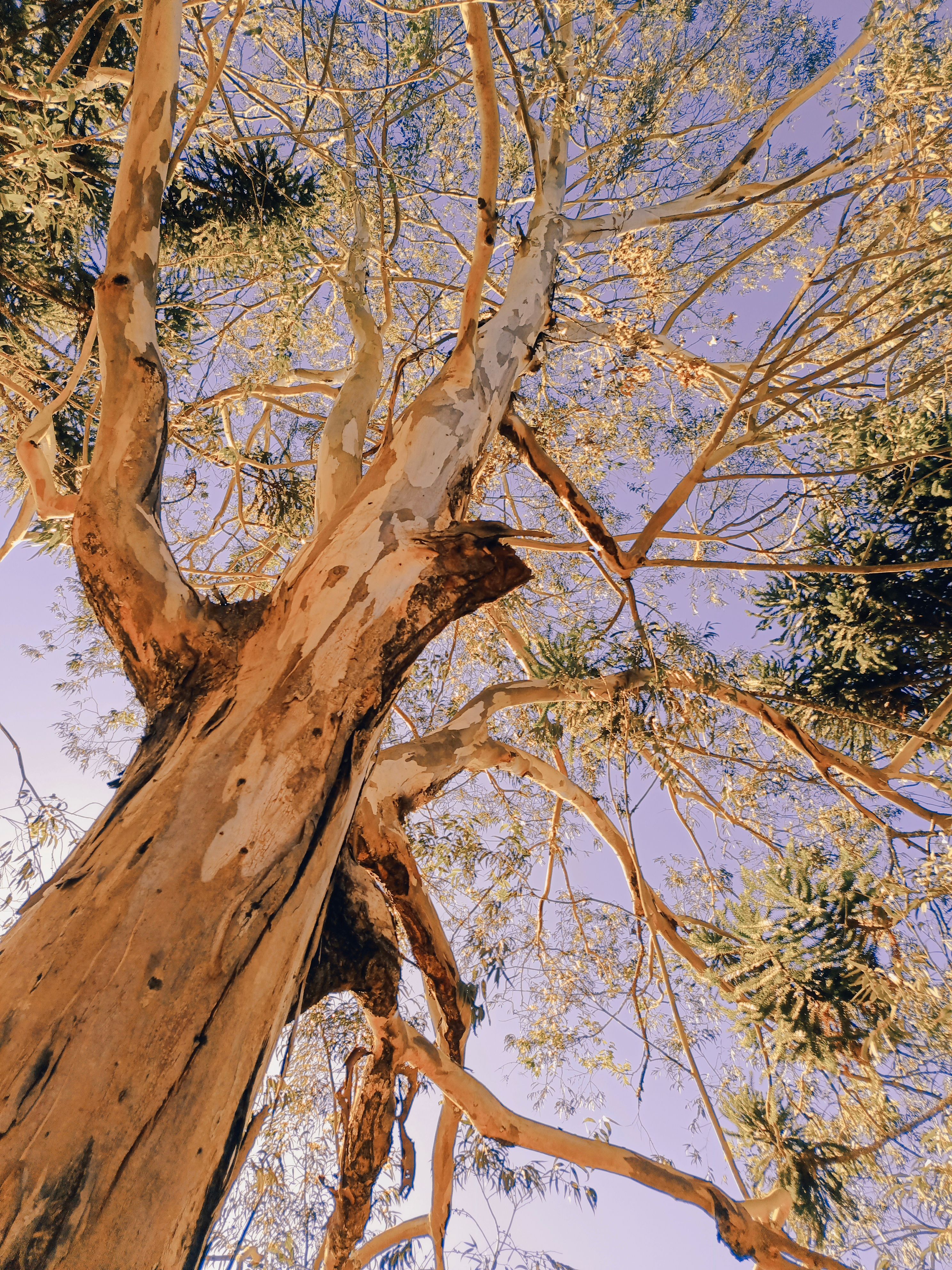 Vista Espectacular De La Copa De Un Alto árbol De Eucalipto · Foto de ...