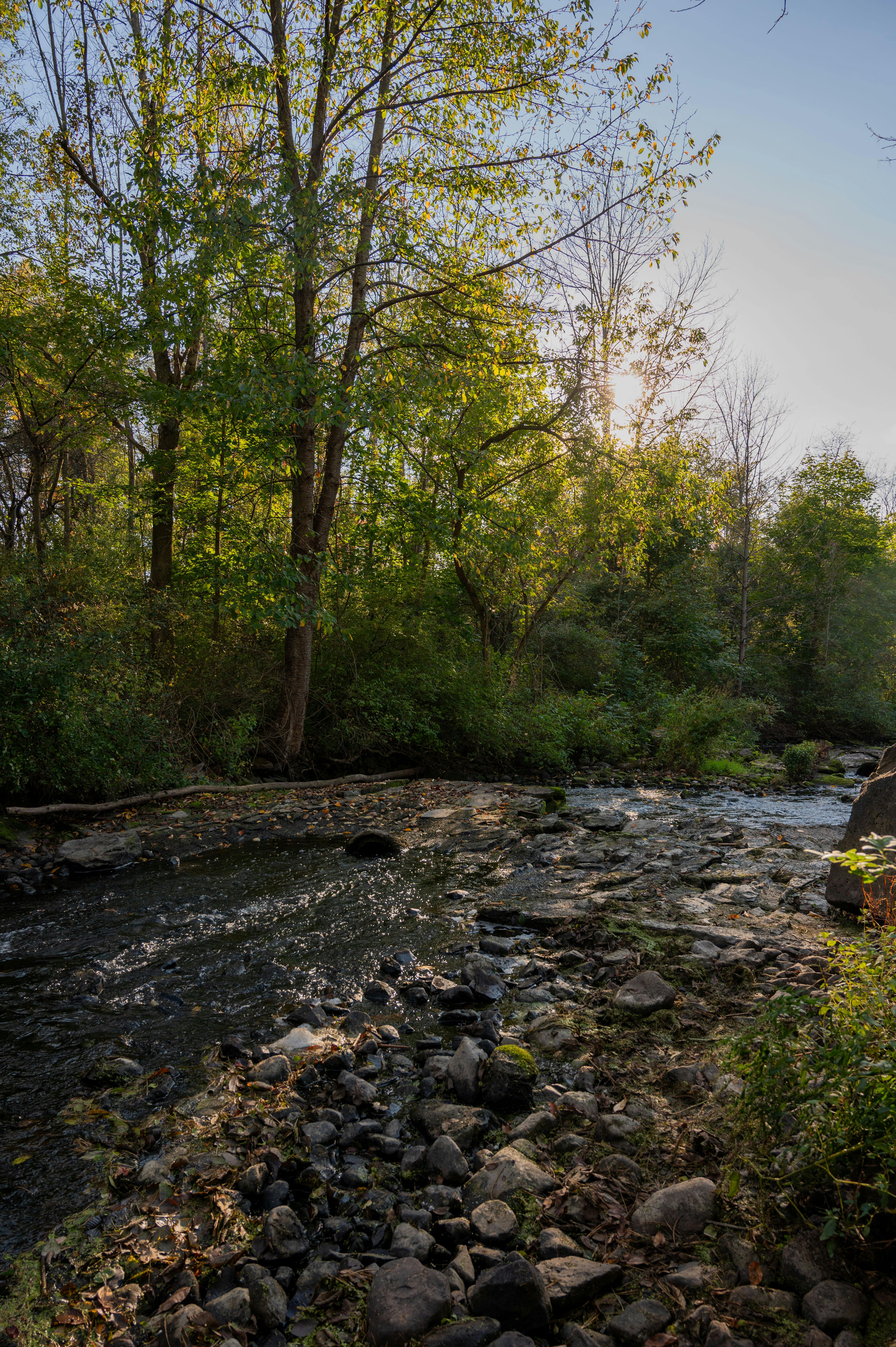 Clear Stream Water Photos, Download The BEST Free Clear Stream Water ...