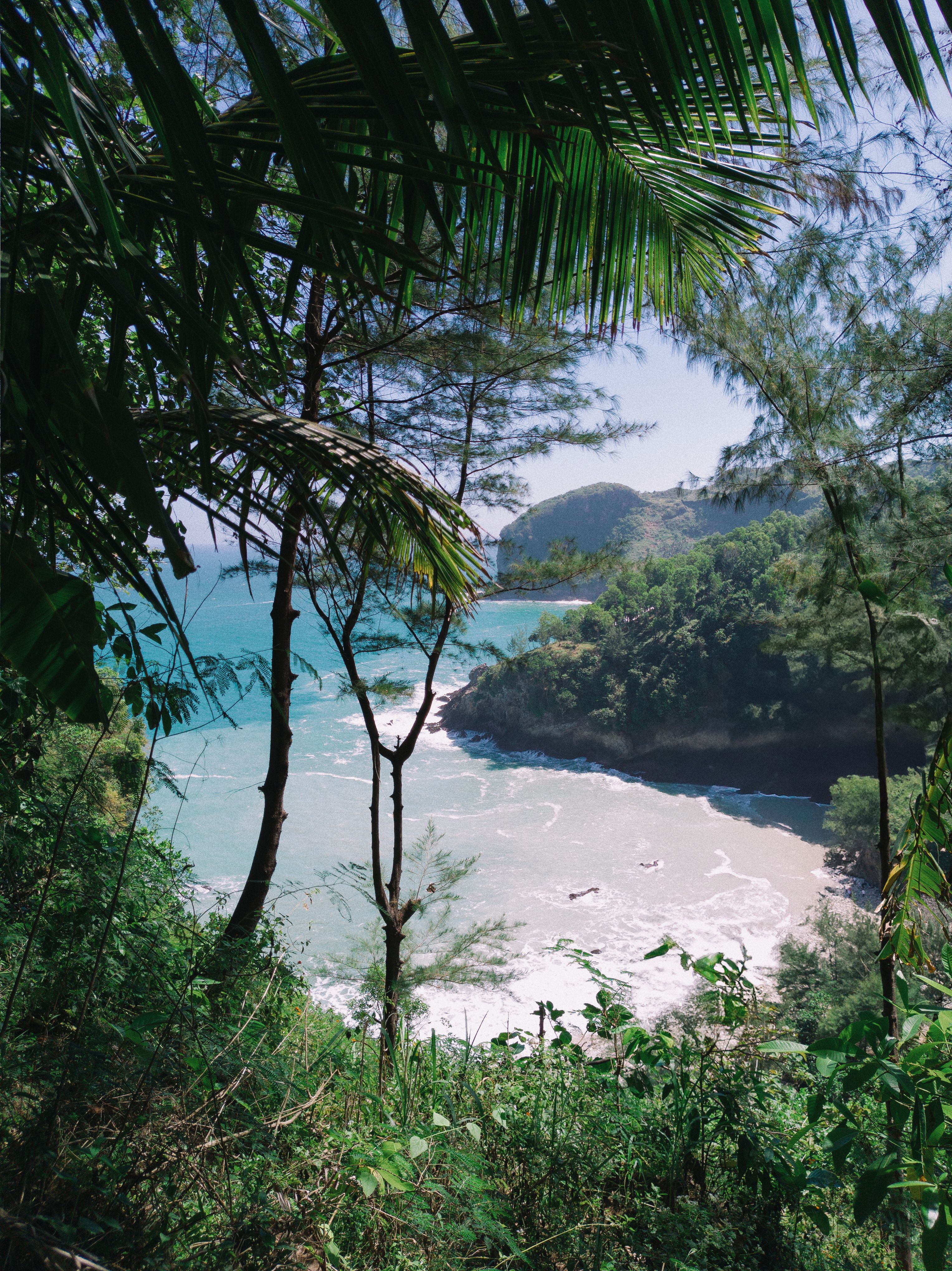 Scenic Tropical Beach Surrounded by Lush Foliage · Free Stock Photo