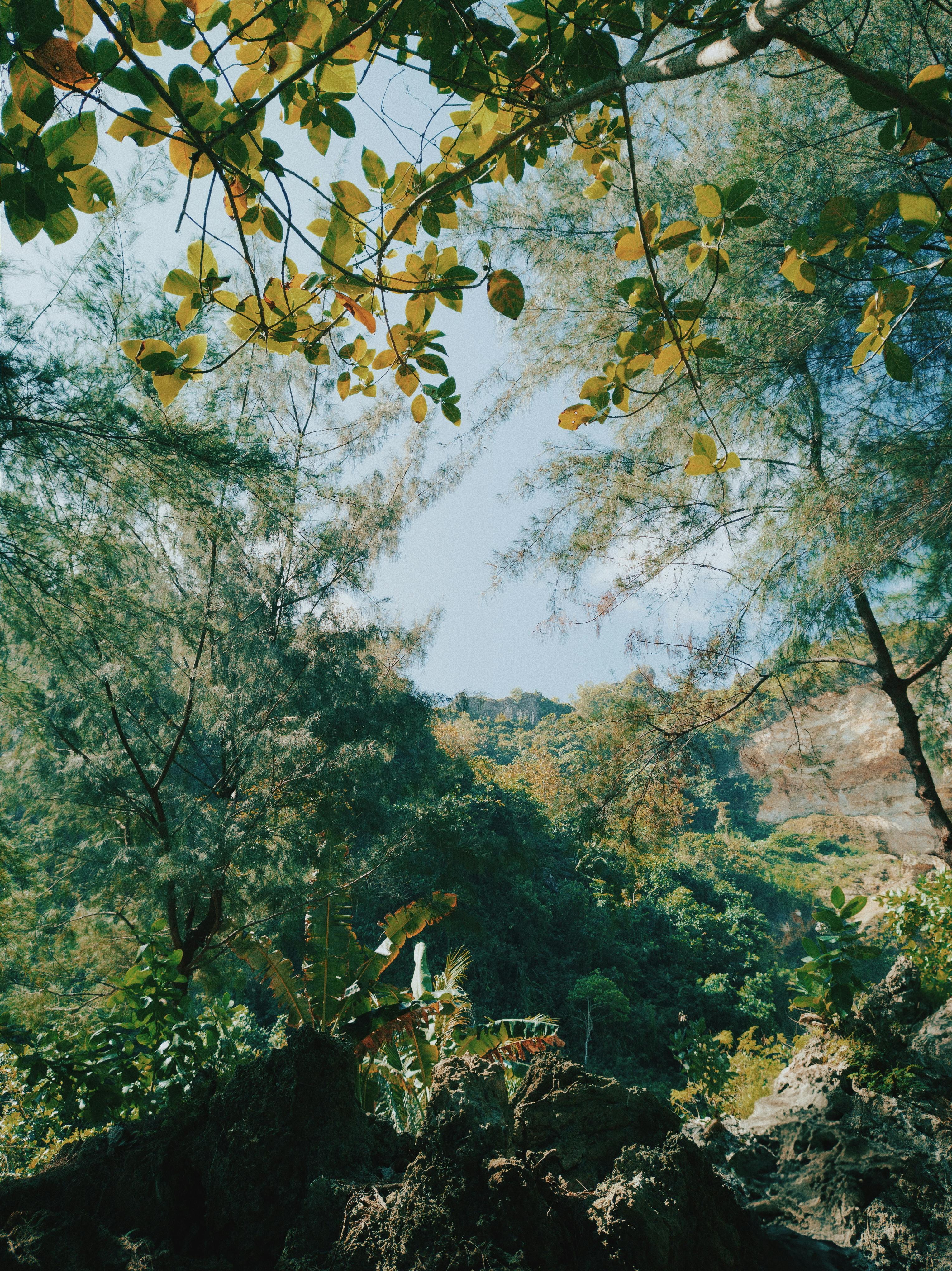 Lush Cliffside Forest Scene with Bright Foliage · Free Stock Photo