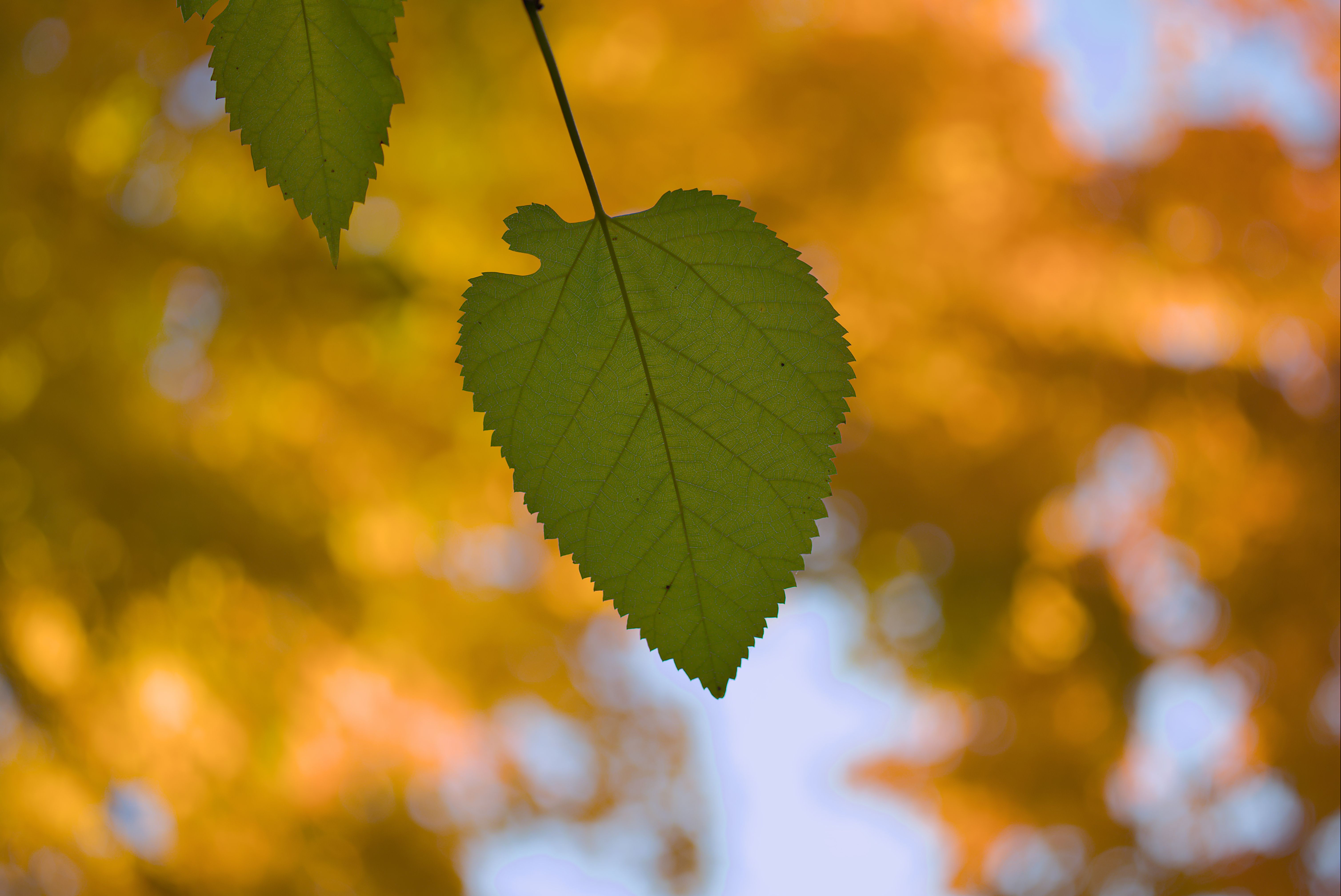 Vibrant Autumn Leaf Close-up with Bokeh Background · Free Stock Photo
