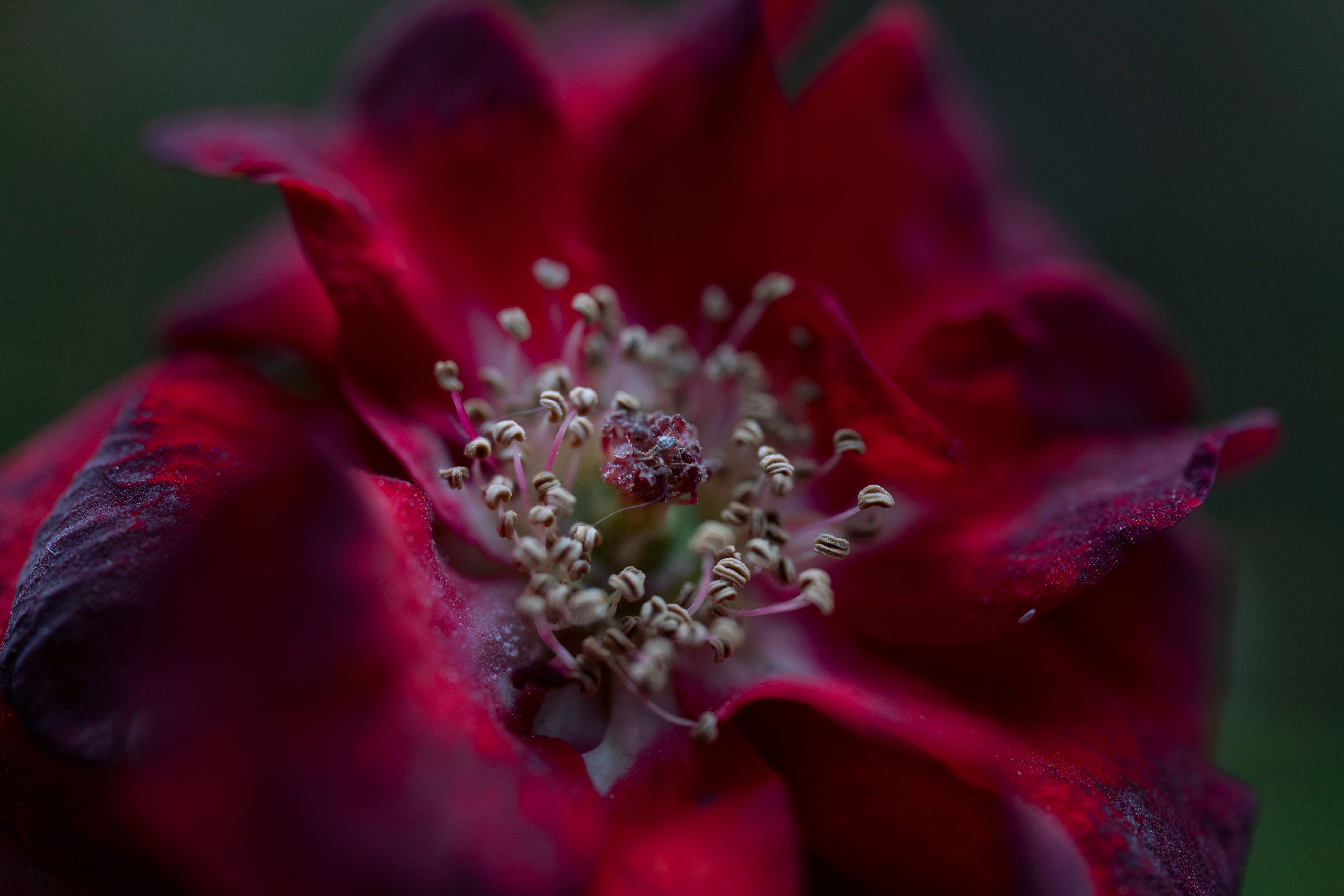 Close-Up of Vibrant Red Flower in Bloom · Free Stock Photo