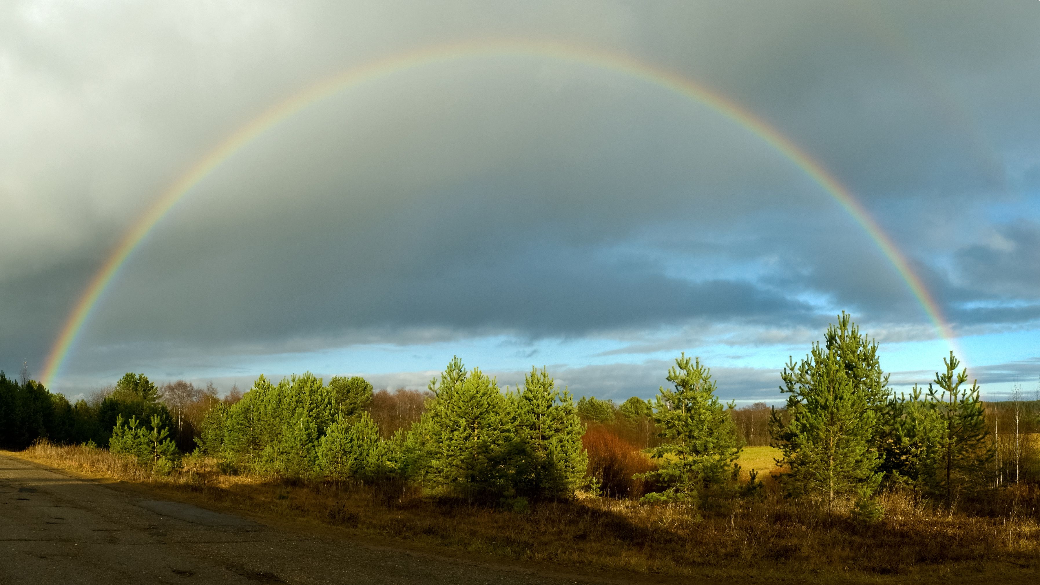 Beautiful Forest Rainbow Under Stormy Sky · Free Stock Photo