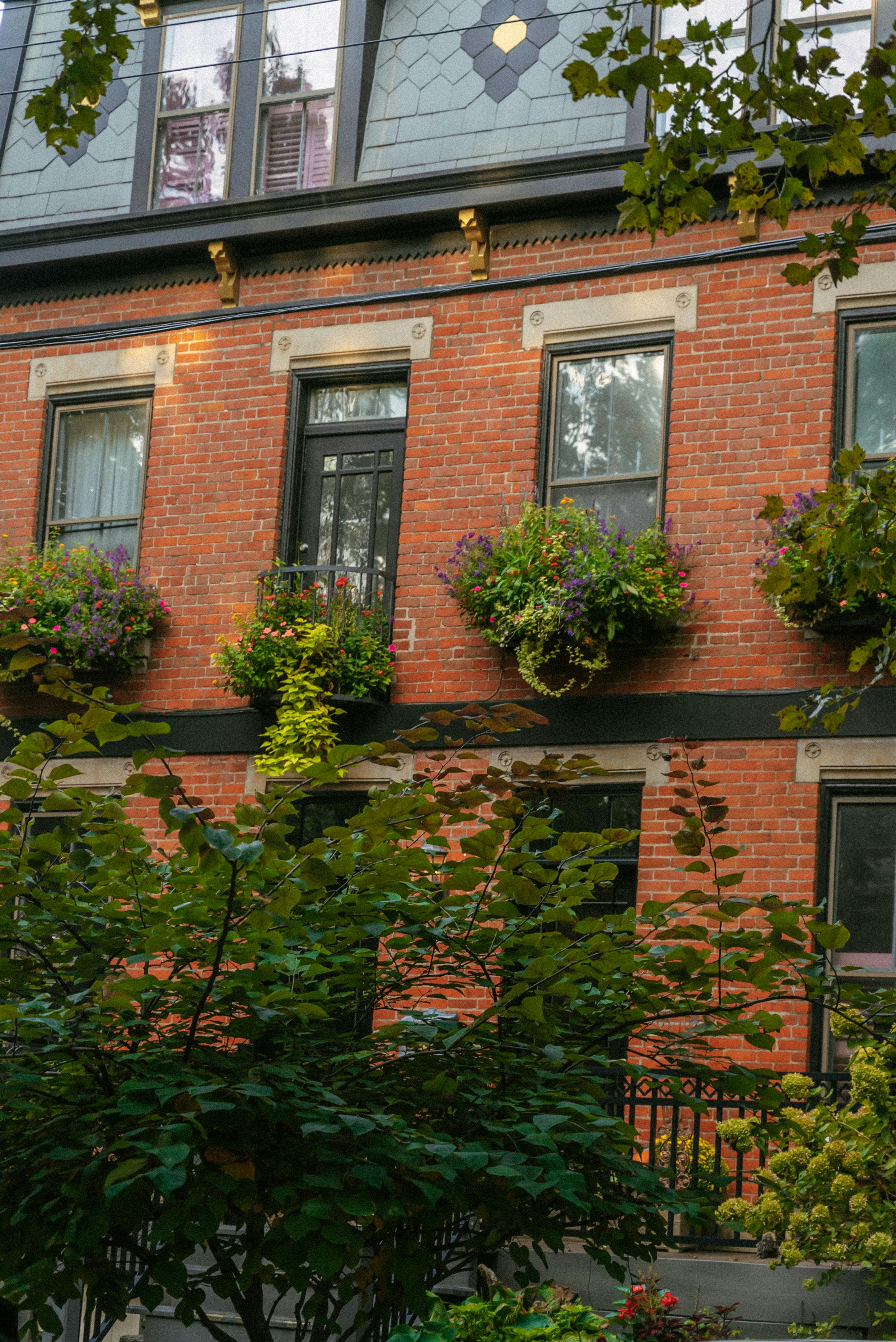 Golap Flowers Photos, Download The BEST Free Golap Flowers Stock Photos ...