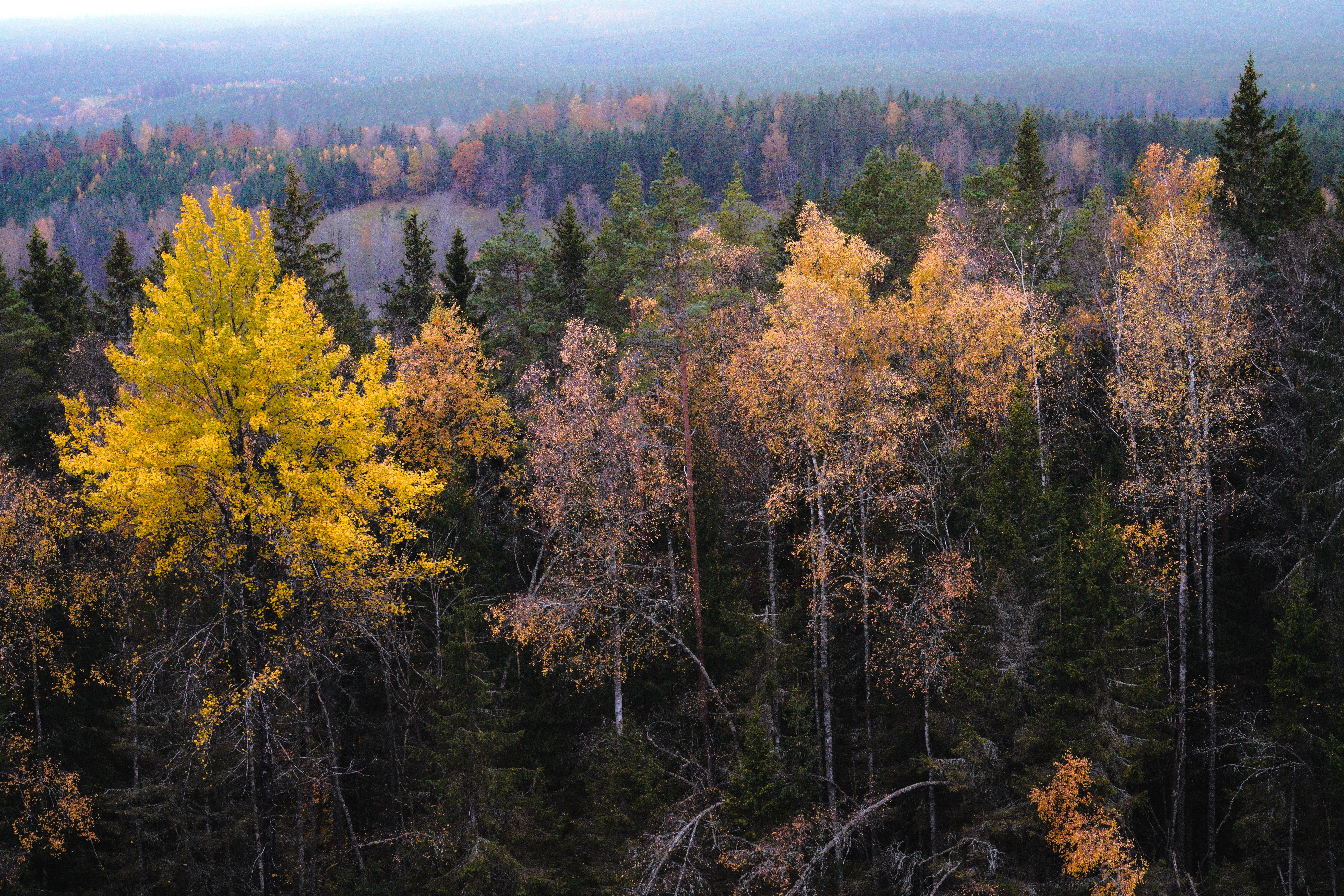 Aerial View of Autumn Forest with Colorful Foliage · Free Stock Photo