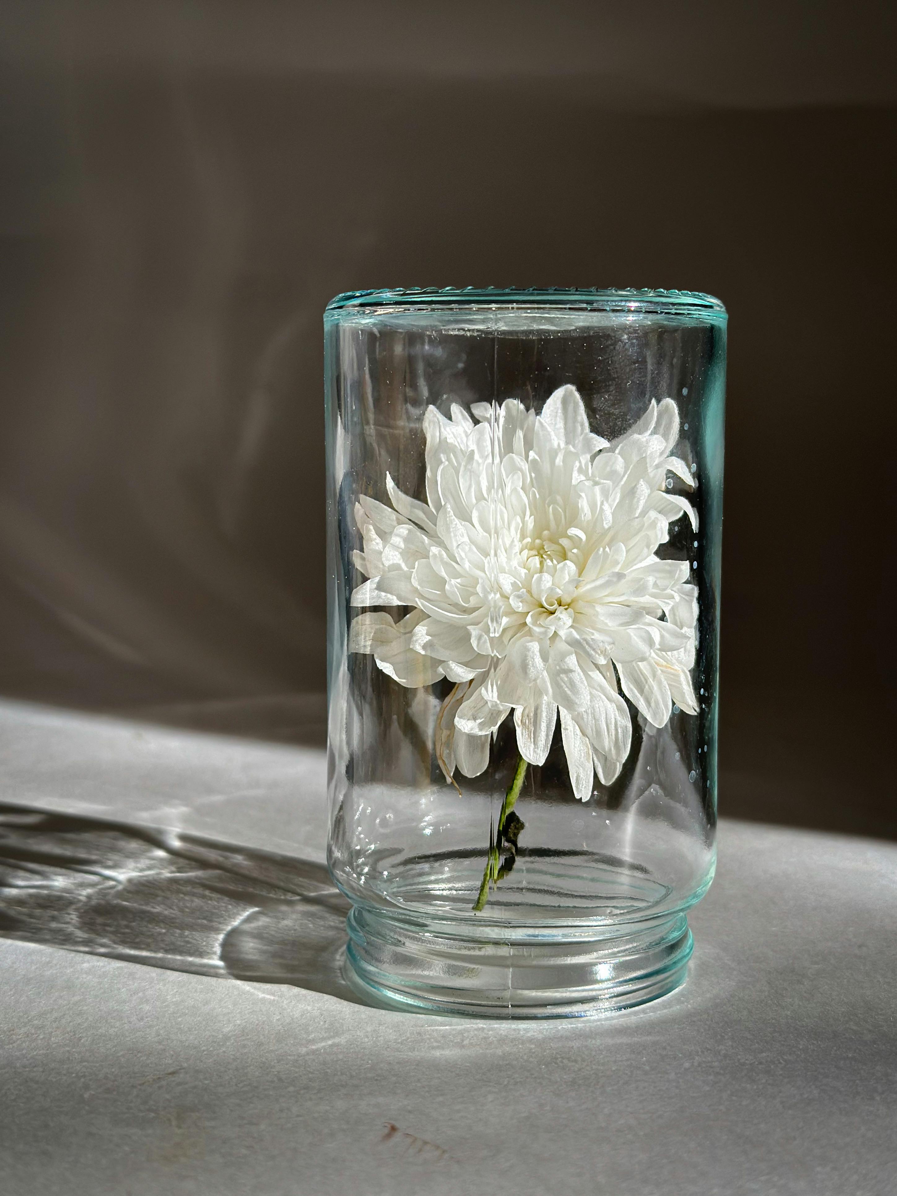 White Chrysanthemum in Glass Jar Still Life · Free Stock Photo