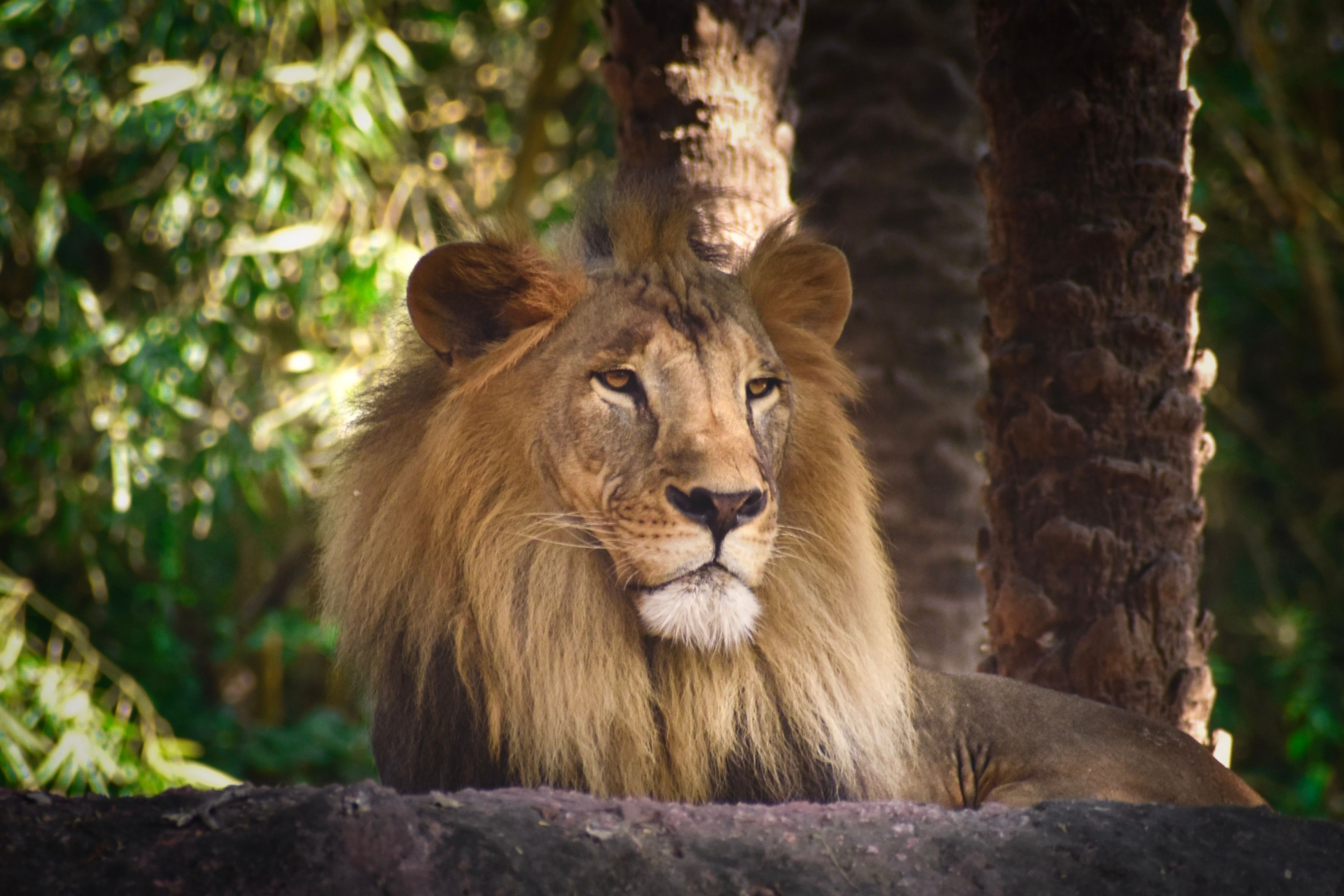 Un Majestueux Lion D'asie Se Repose Au Zoo D'hyderabad · Photo gratuite