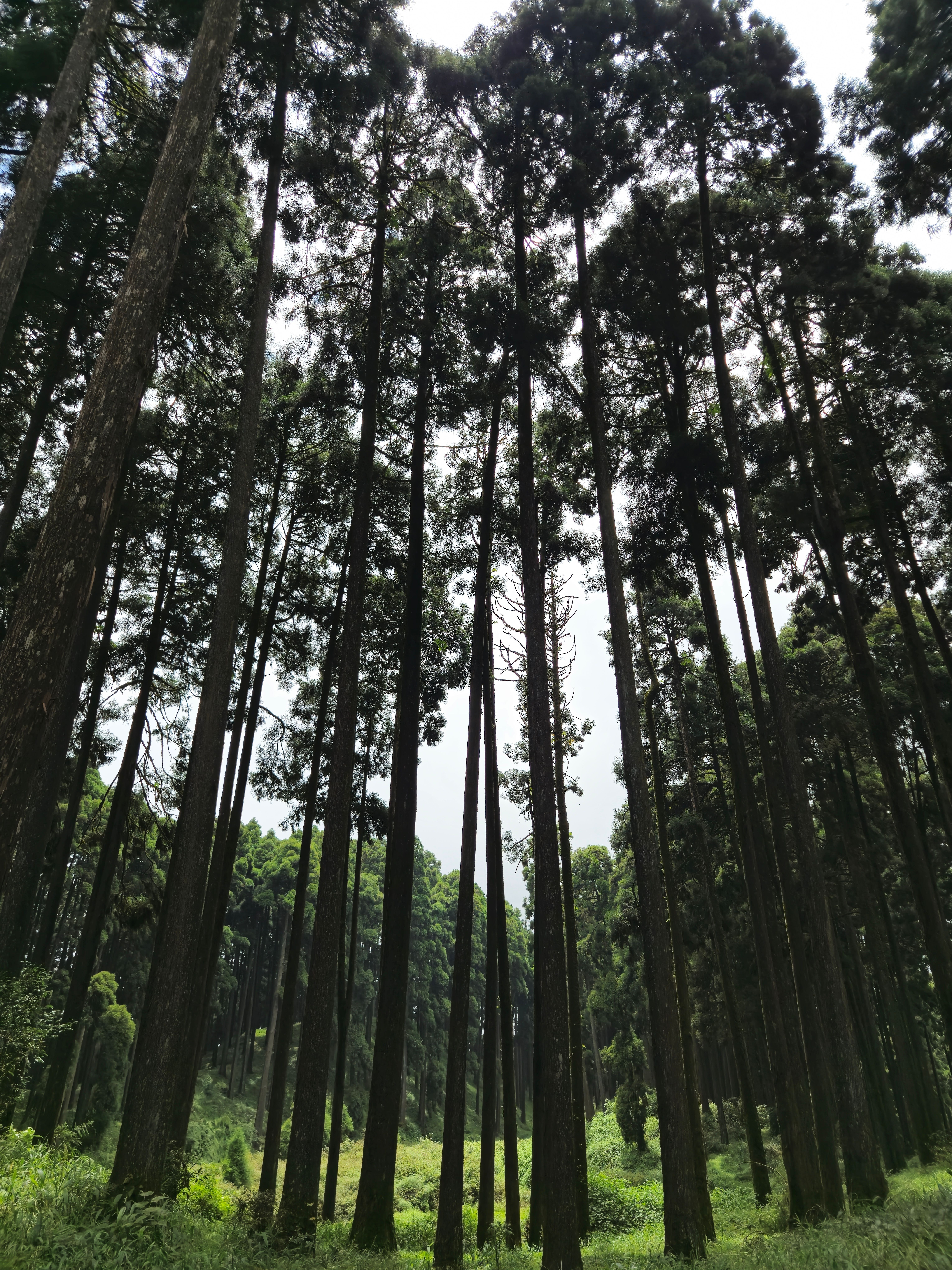 Forêt De Pins Majestueuse à Darjeeling · Photo gratuite