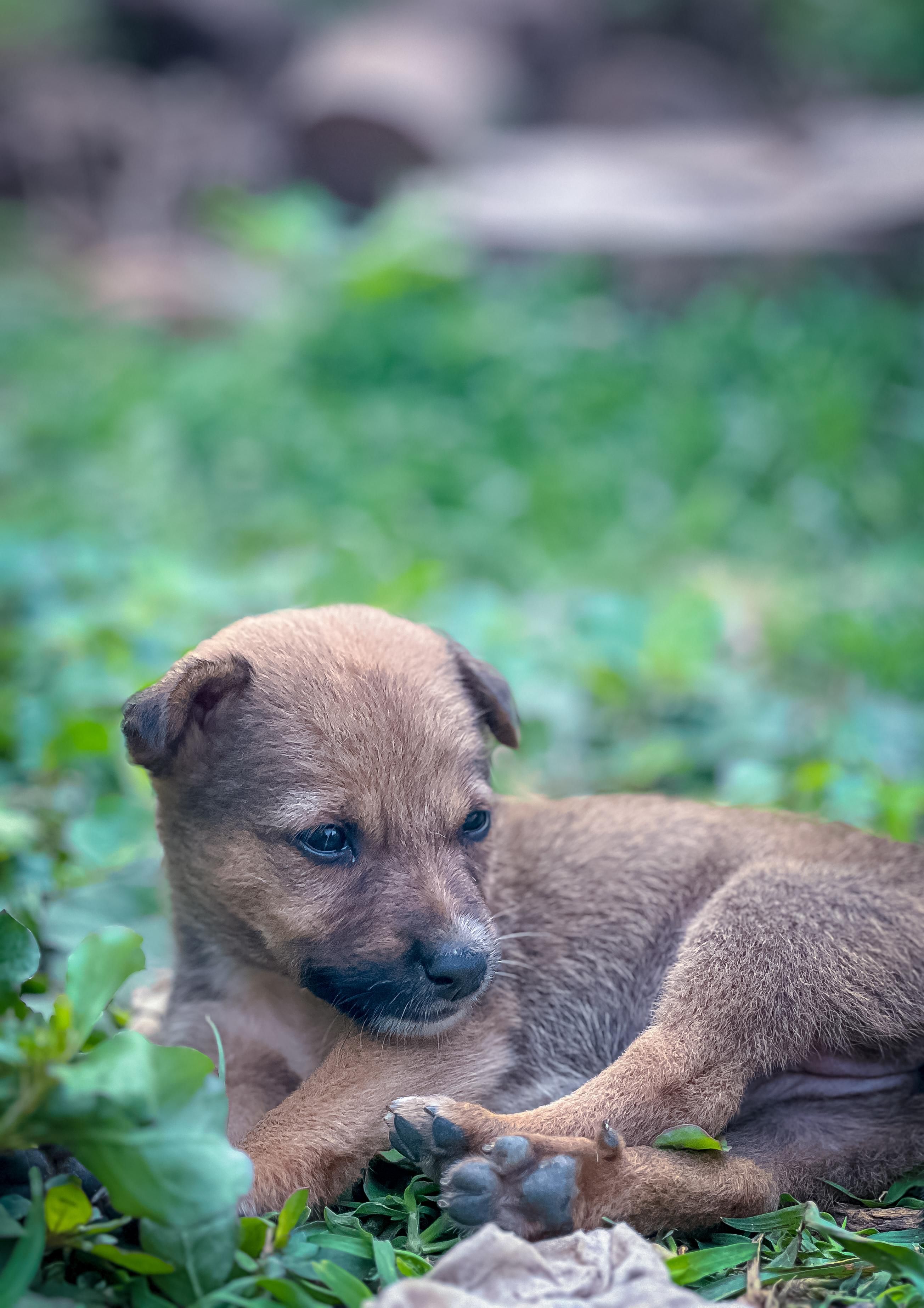 Cute Puppy Relaxing on Grass in India · Free Stock Photo