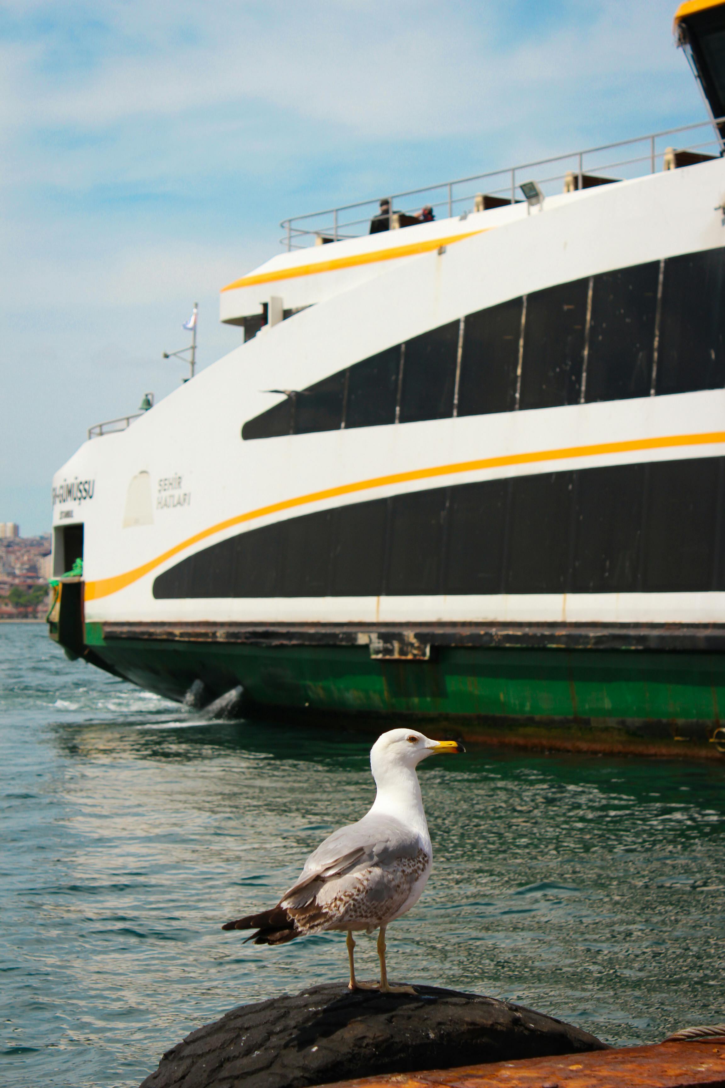 Skonhet Av Gull Blommor Photos, Download The BEST Free Skonhet Av Gull ...