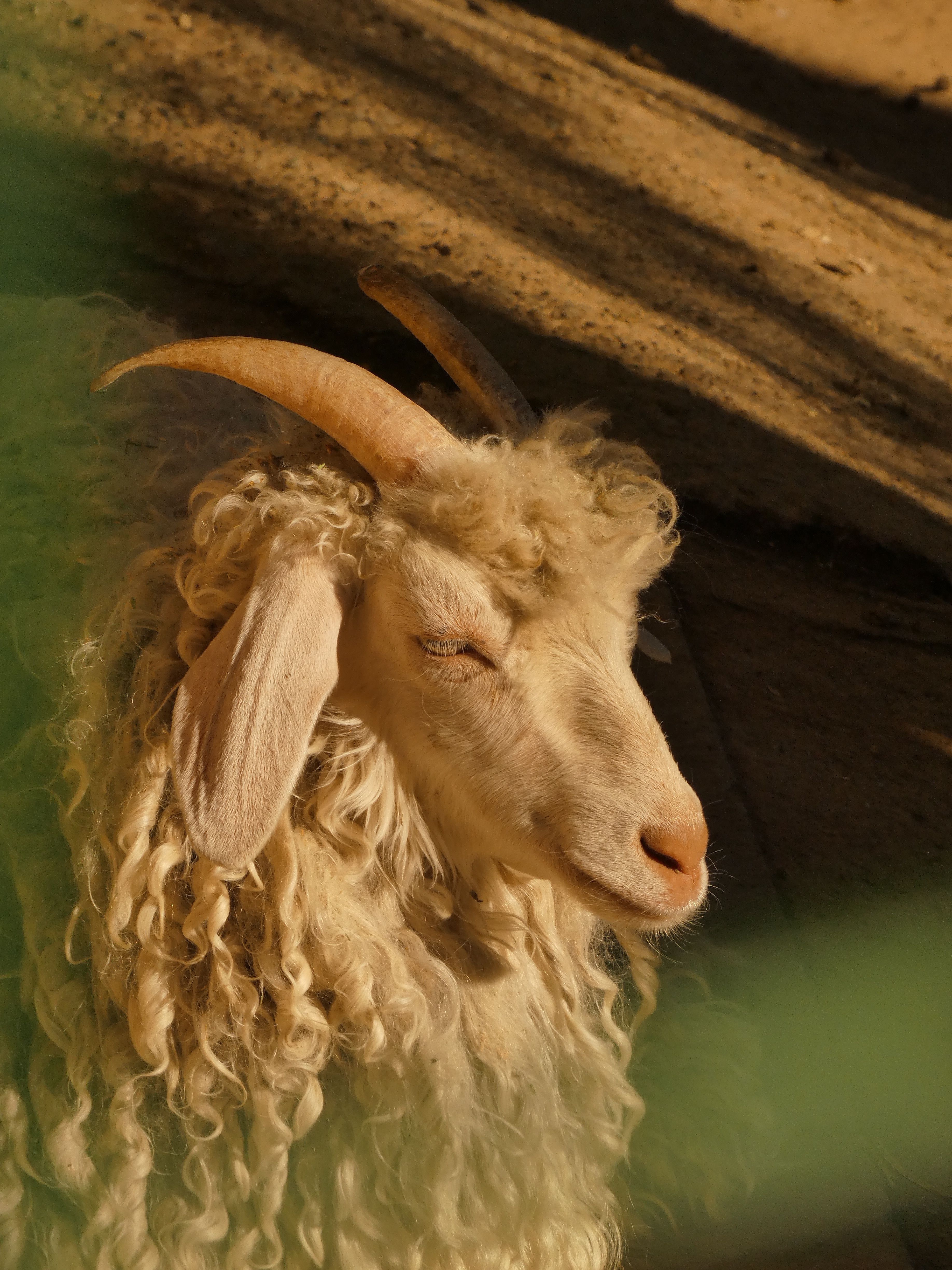 Fluffy Angora Goat Grazing in Sunlit Field · Free Stock Photo