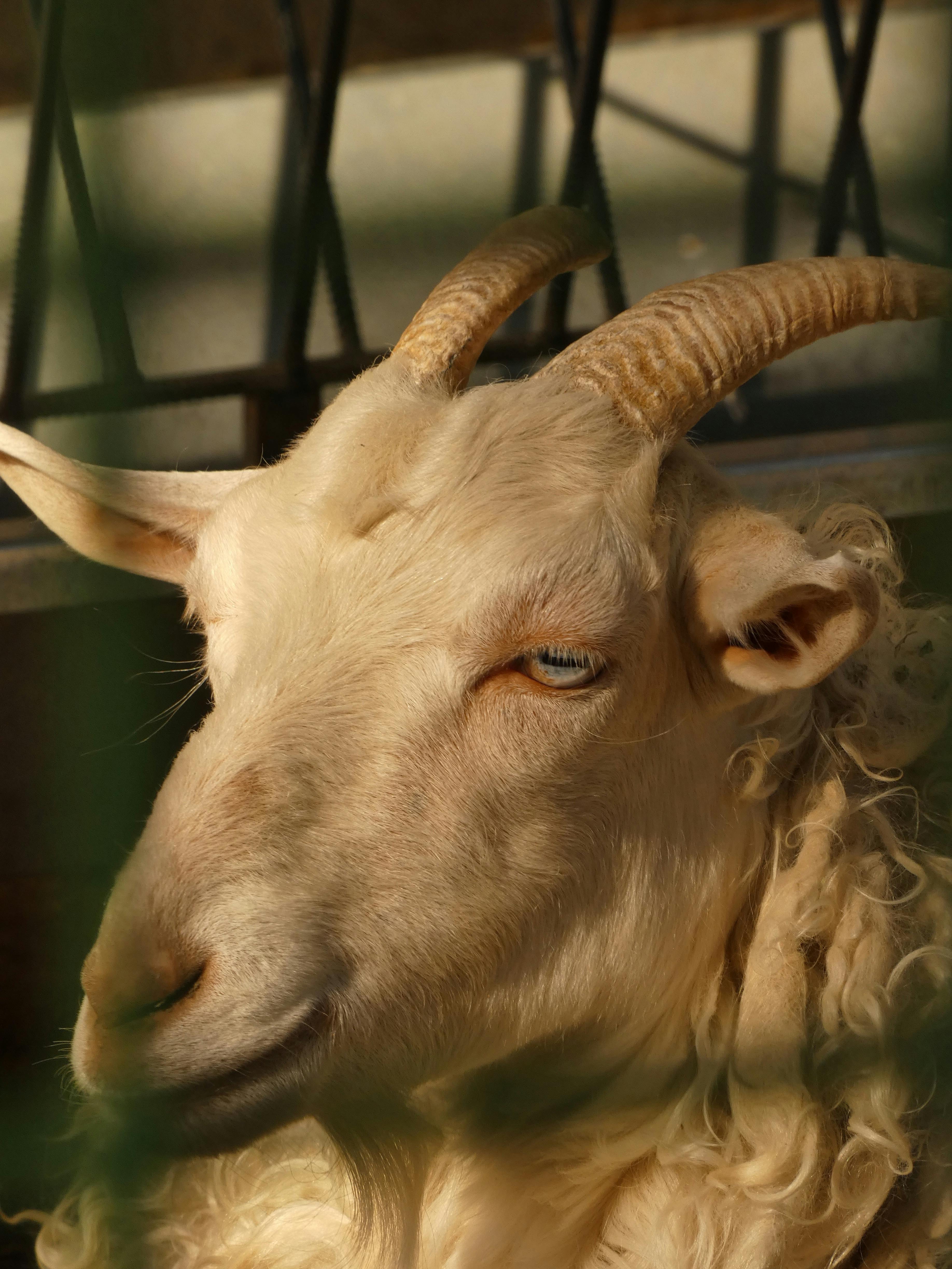 Foto de stock gratuita sobre agricultura, animal, animal de granja ...