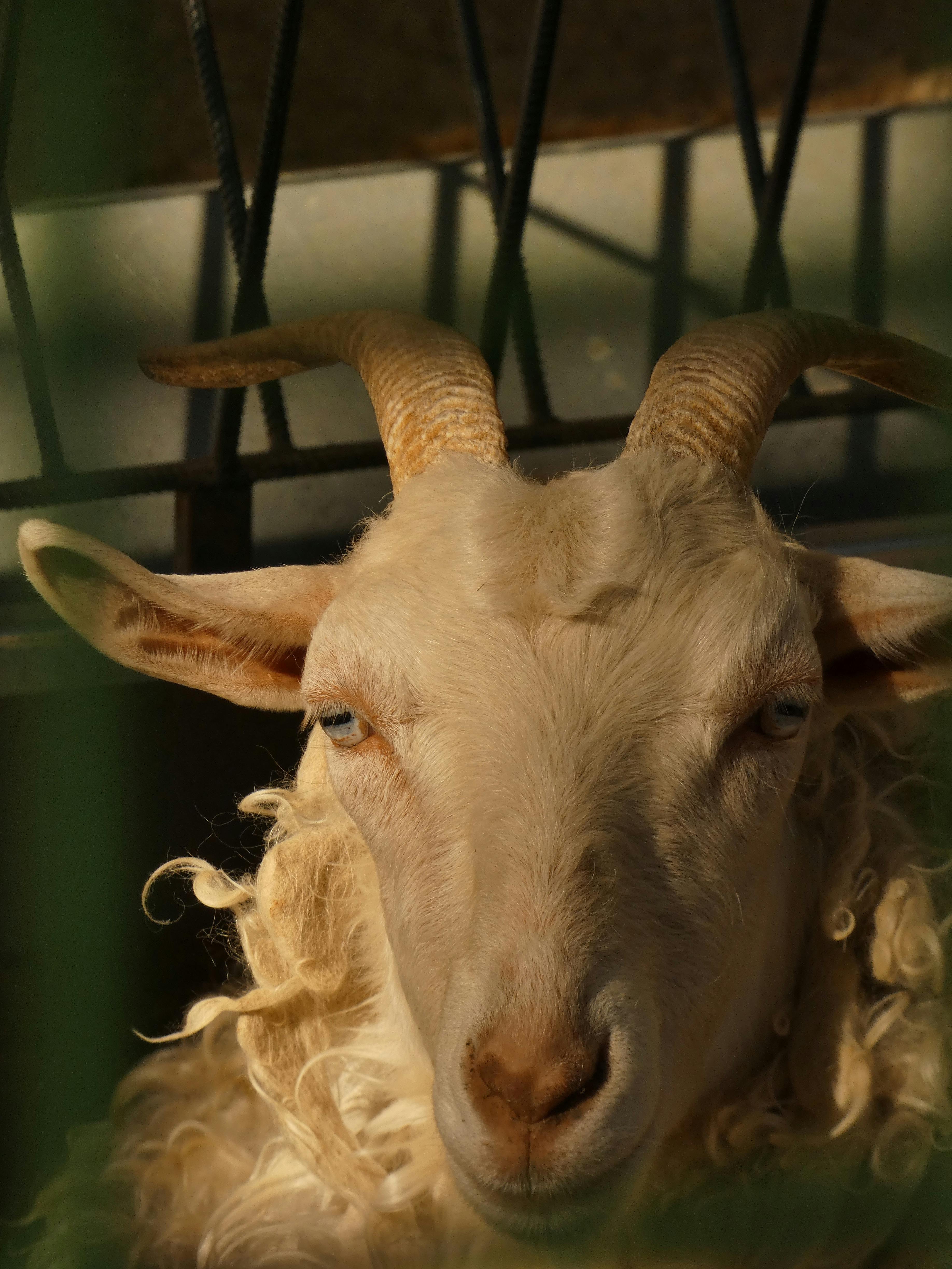 Close-up Portrait of a Goat in Sunlight · Free Stock Photo