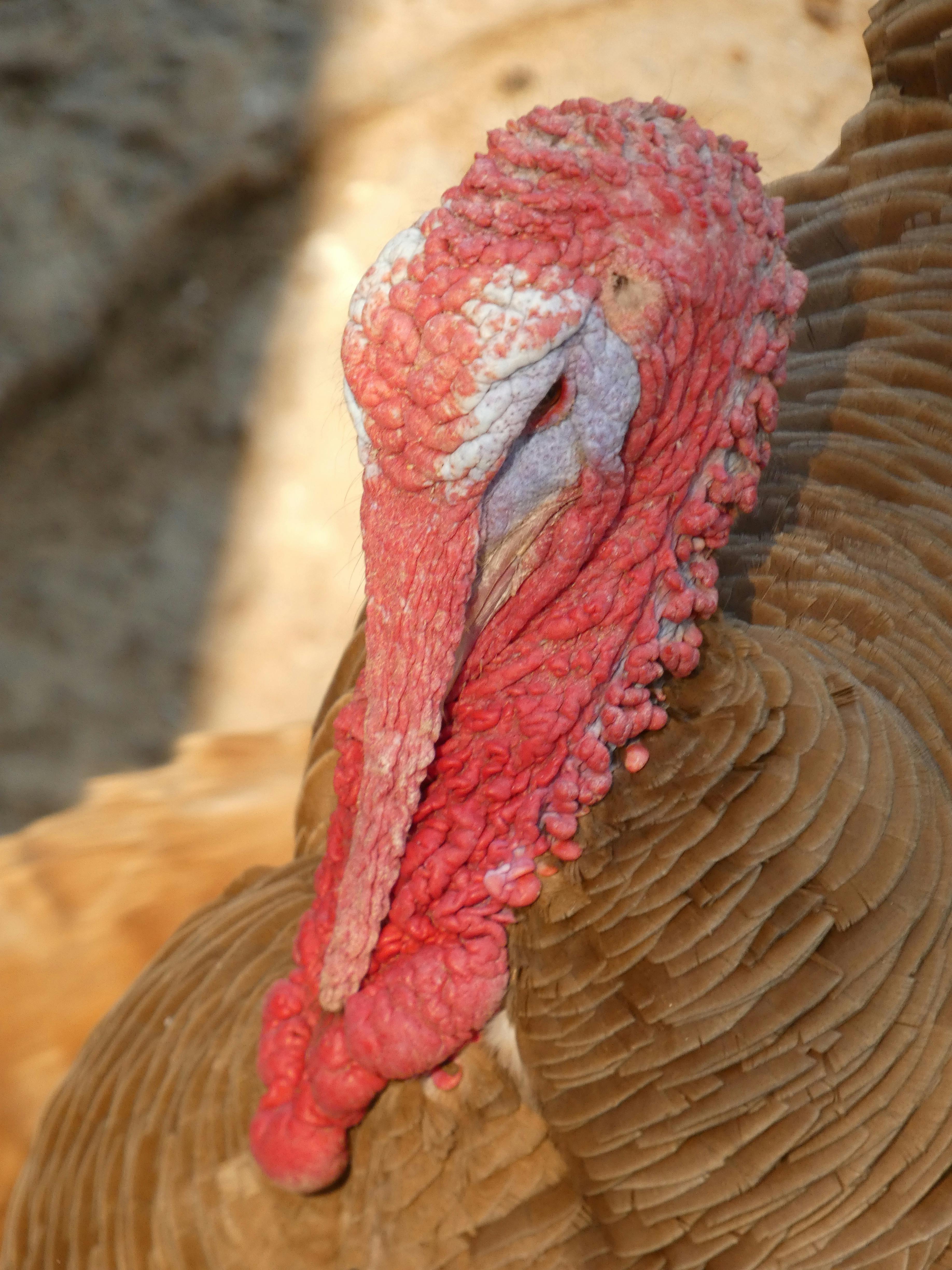 A Royal Palm Turkey · Free Stock Photo