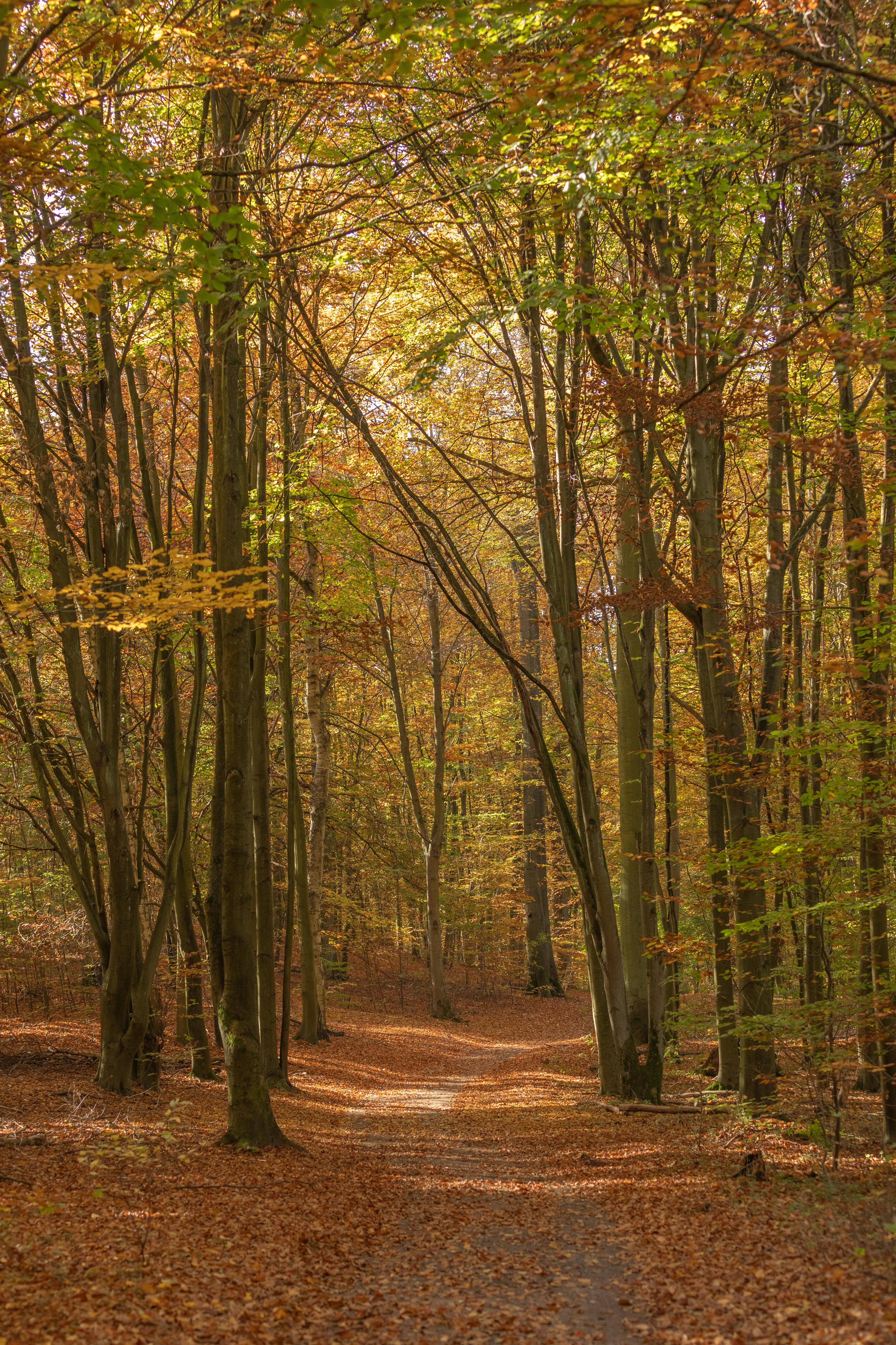 Pathway Surrounded by Trees · Free Stock Photo