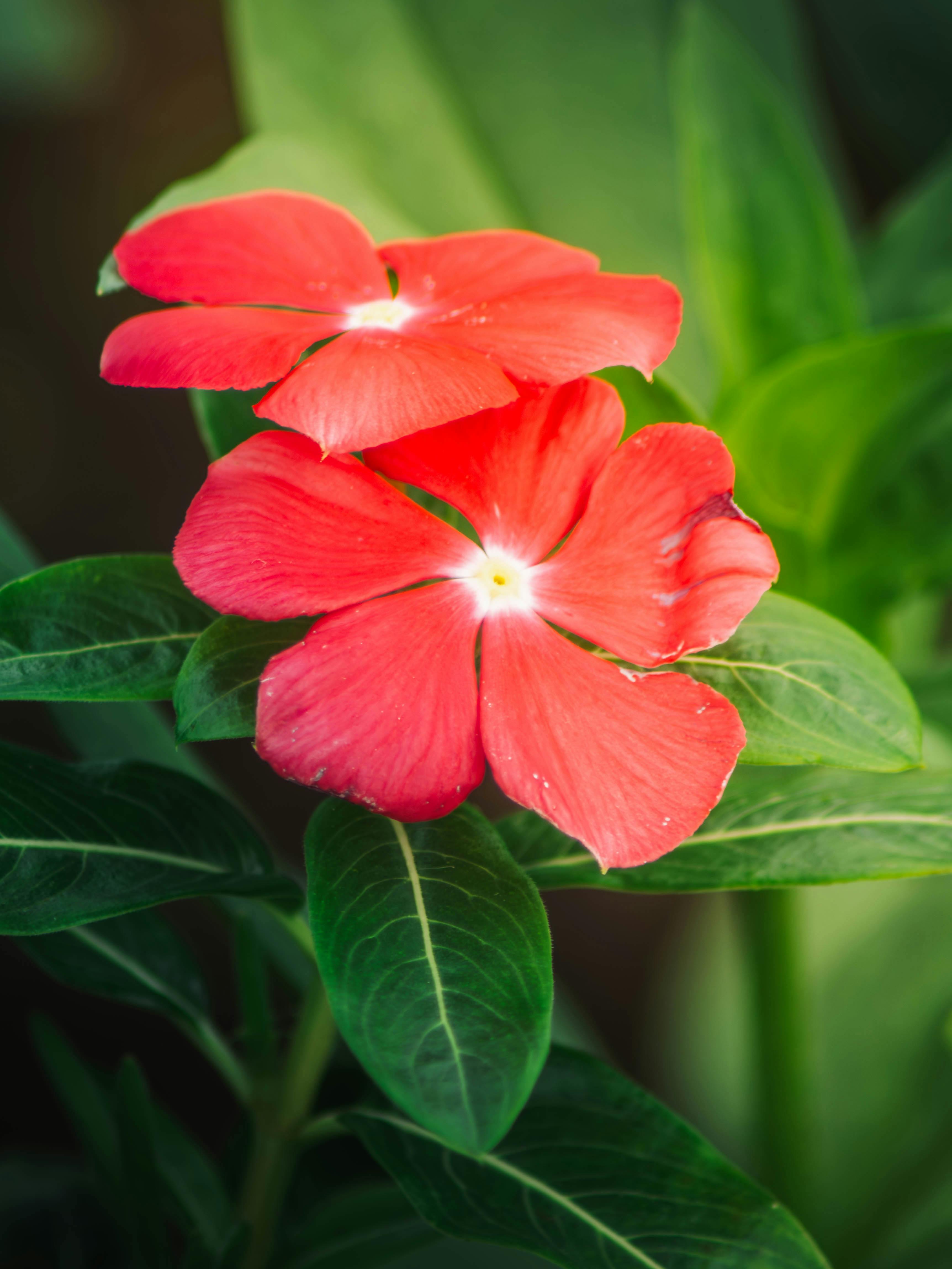 Pinkish Red Flower Photos, Download The BEST Free Pinkish Red Flower ...