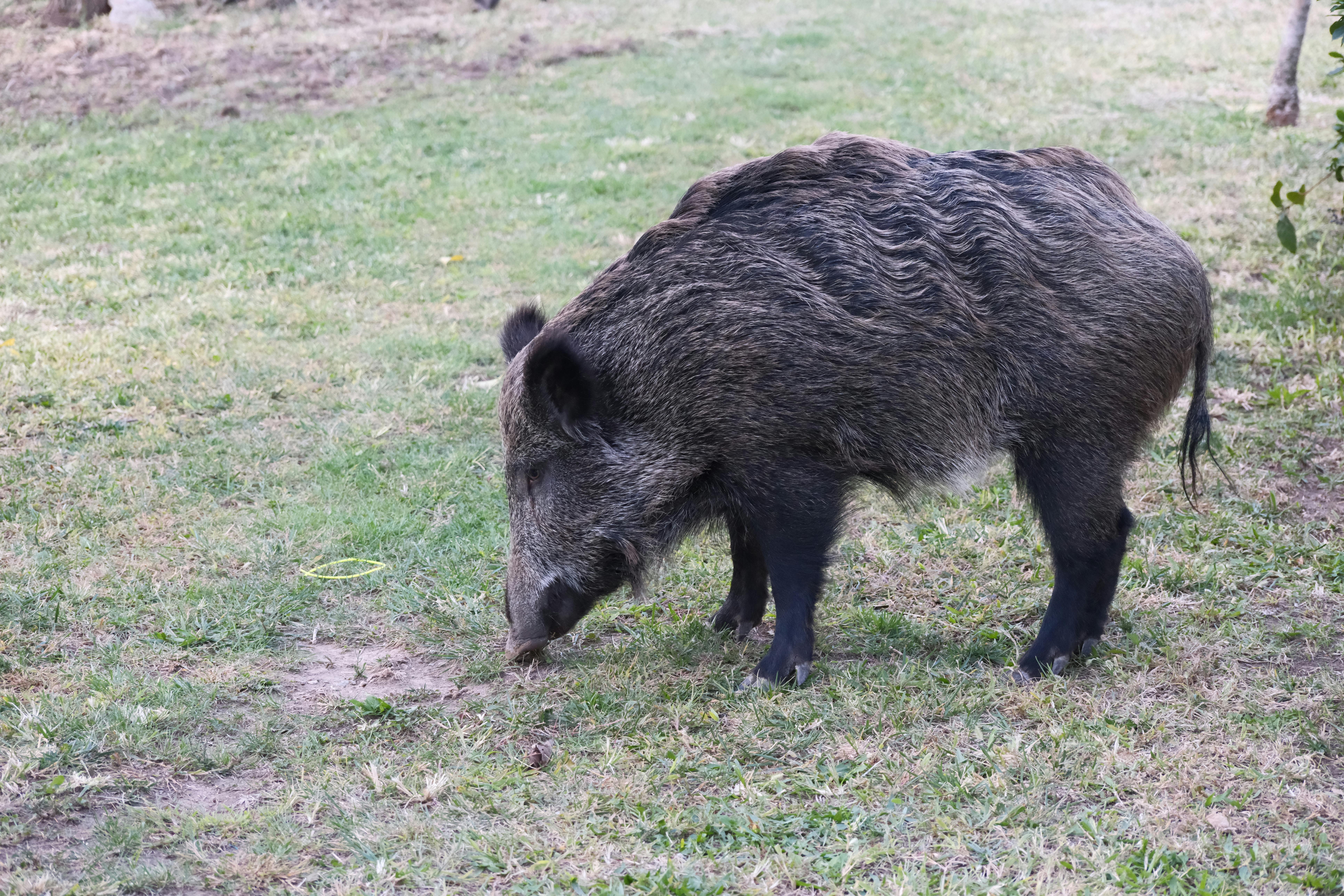 Wild Boar Grazing in İzmir Türkiye's Countryside · Free Stock Photo