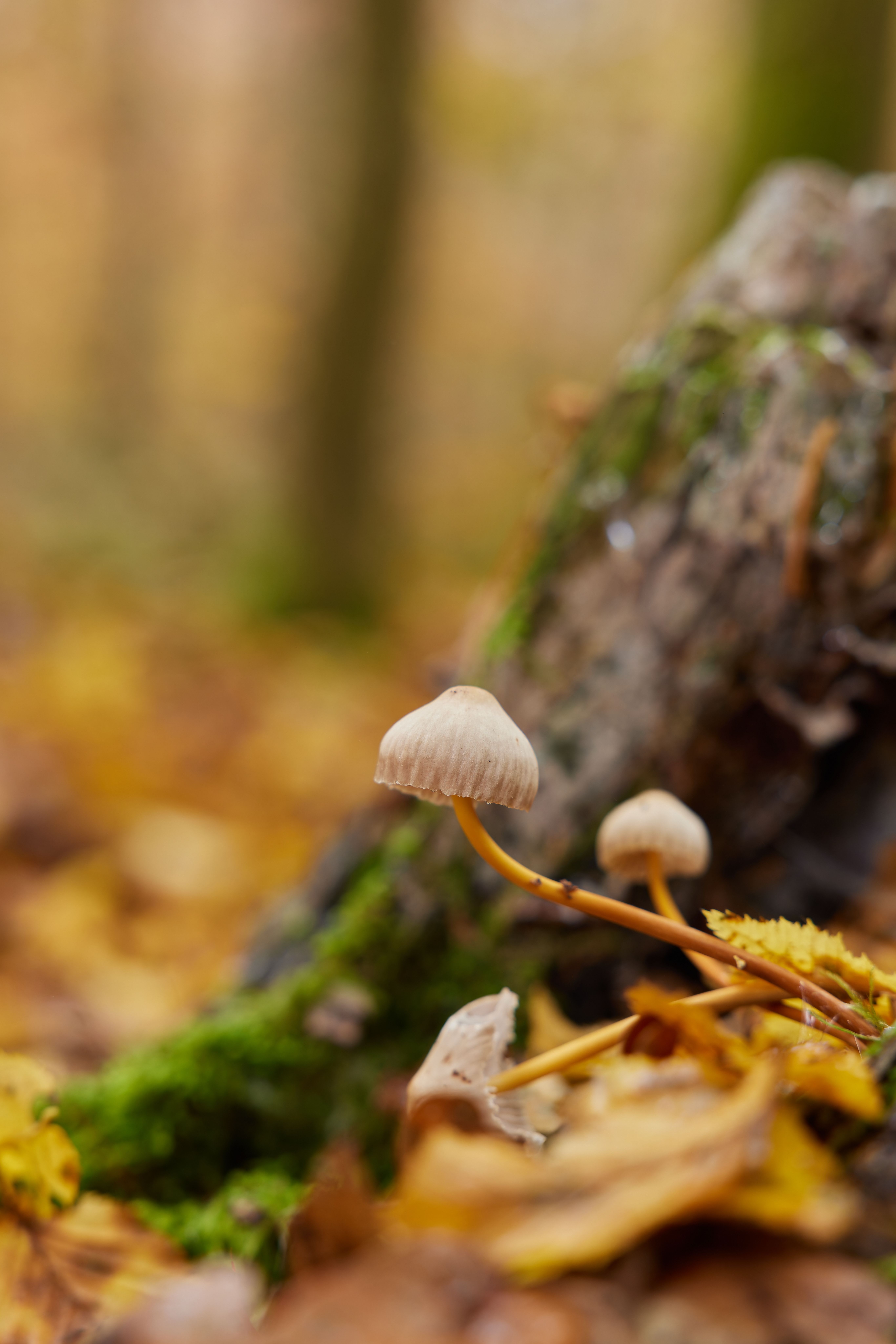Autumn Forest Scene with Mushrooms and Leaves · Free Stock Photo
