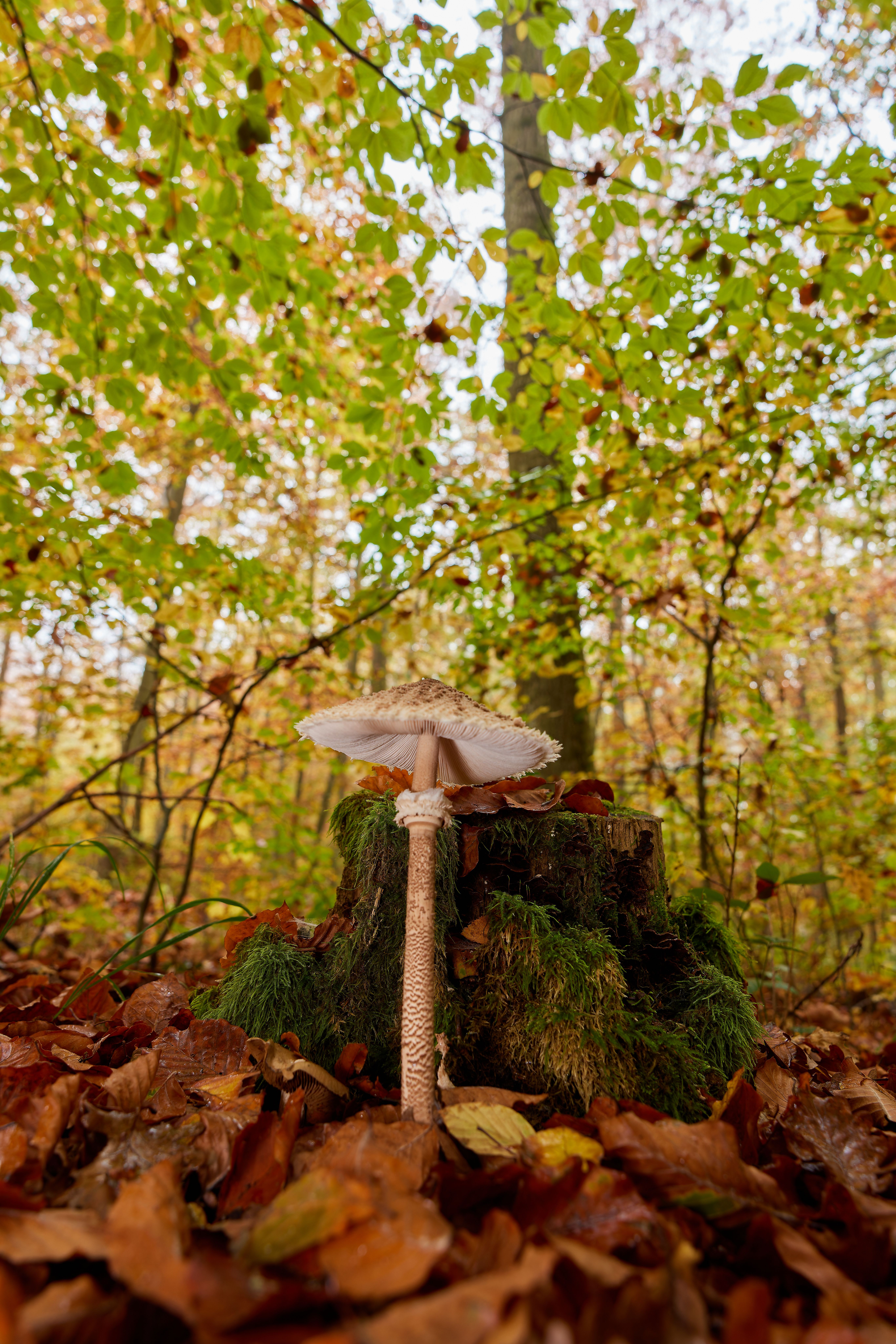 Tall Mushroom in Vibrant Autumn Forest Scene · Free Stock Photo