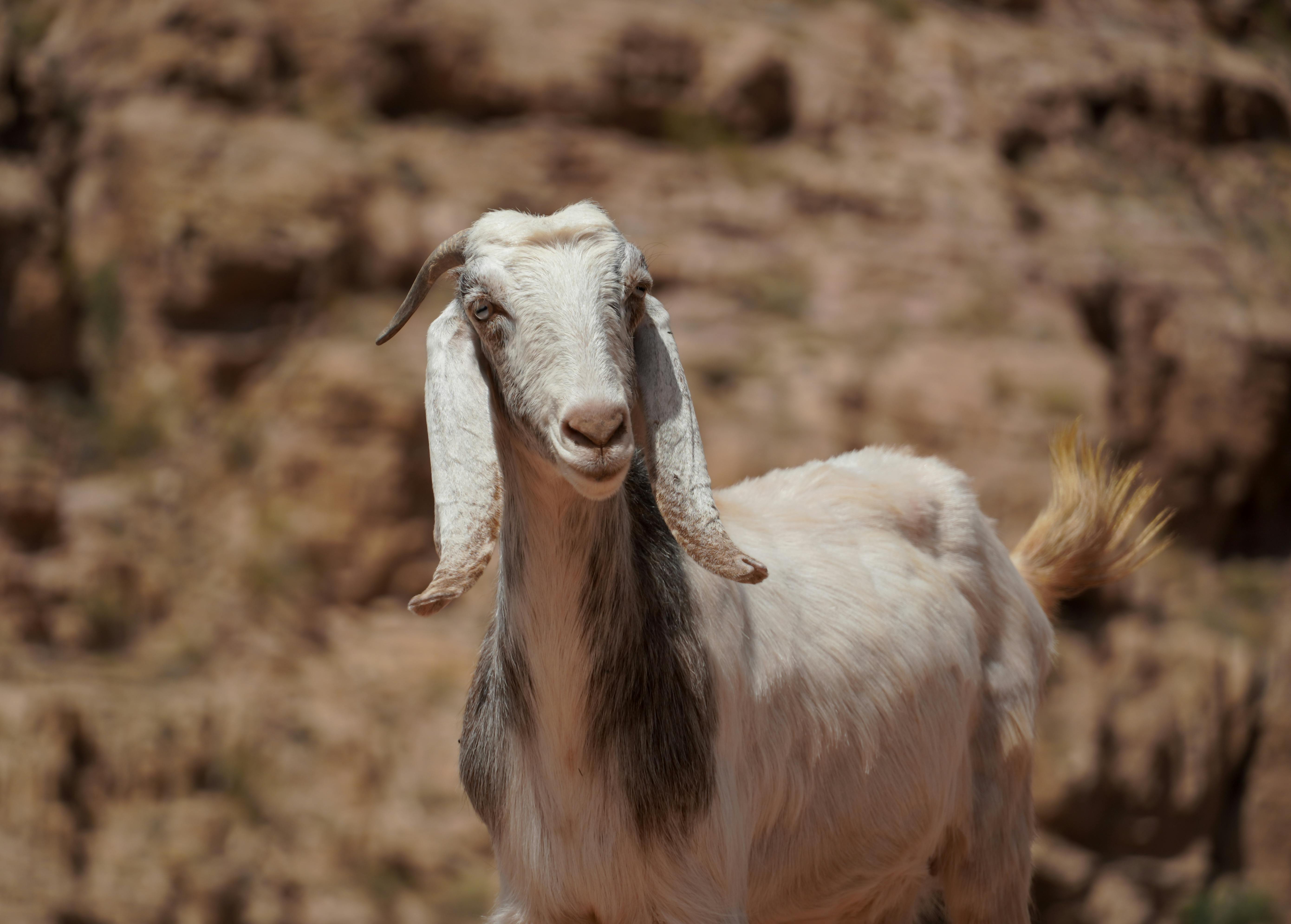 White Goat in Dana Reserve, Jordanian Wilderness · Free Stock Photo