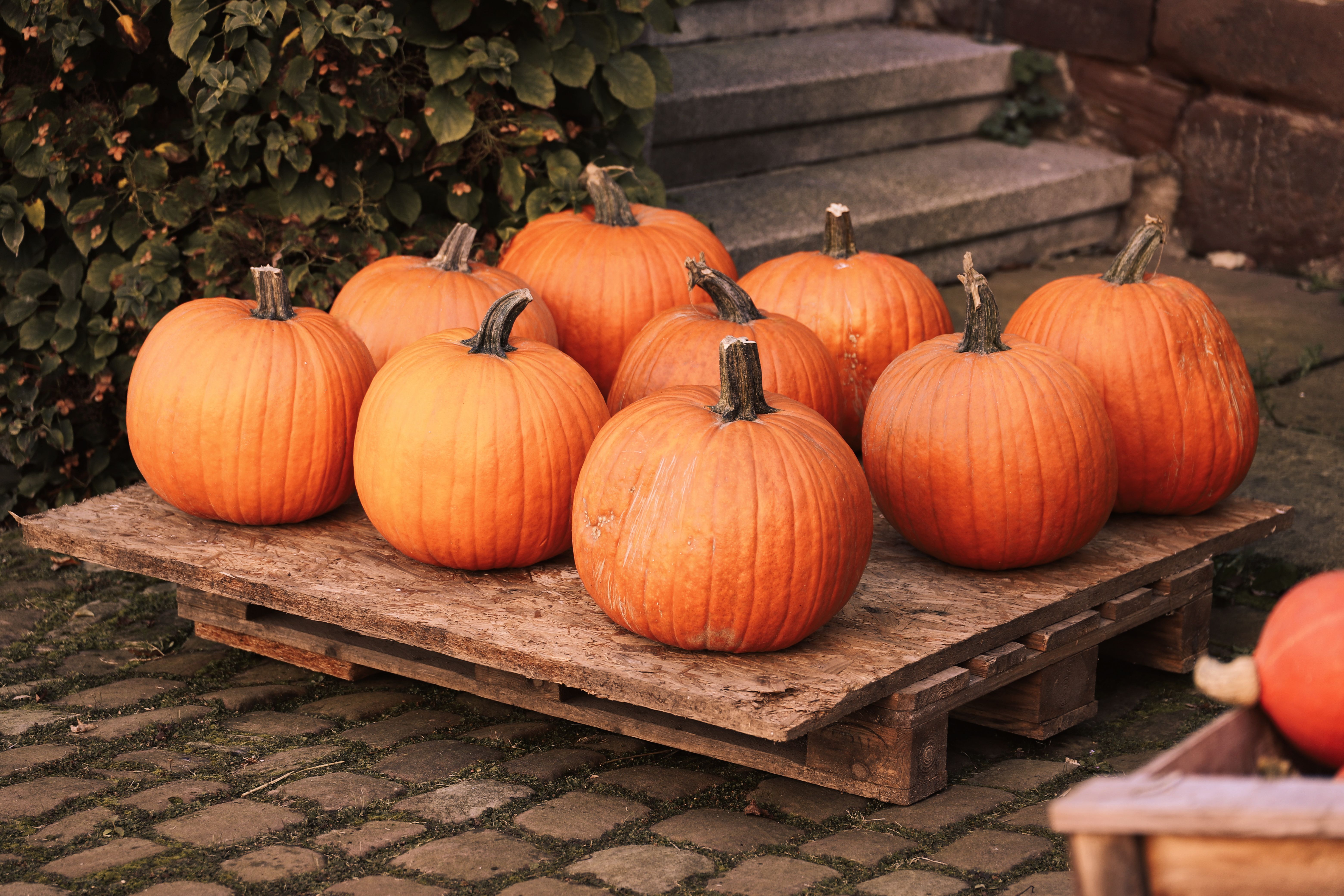 Citrouilles D'automne Sur Palette En Bois · Photo gratuite