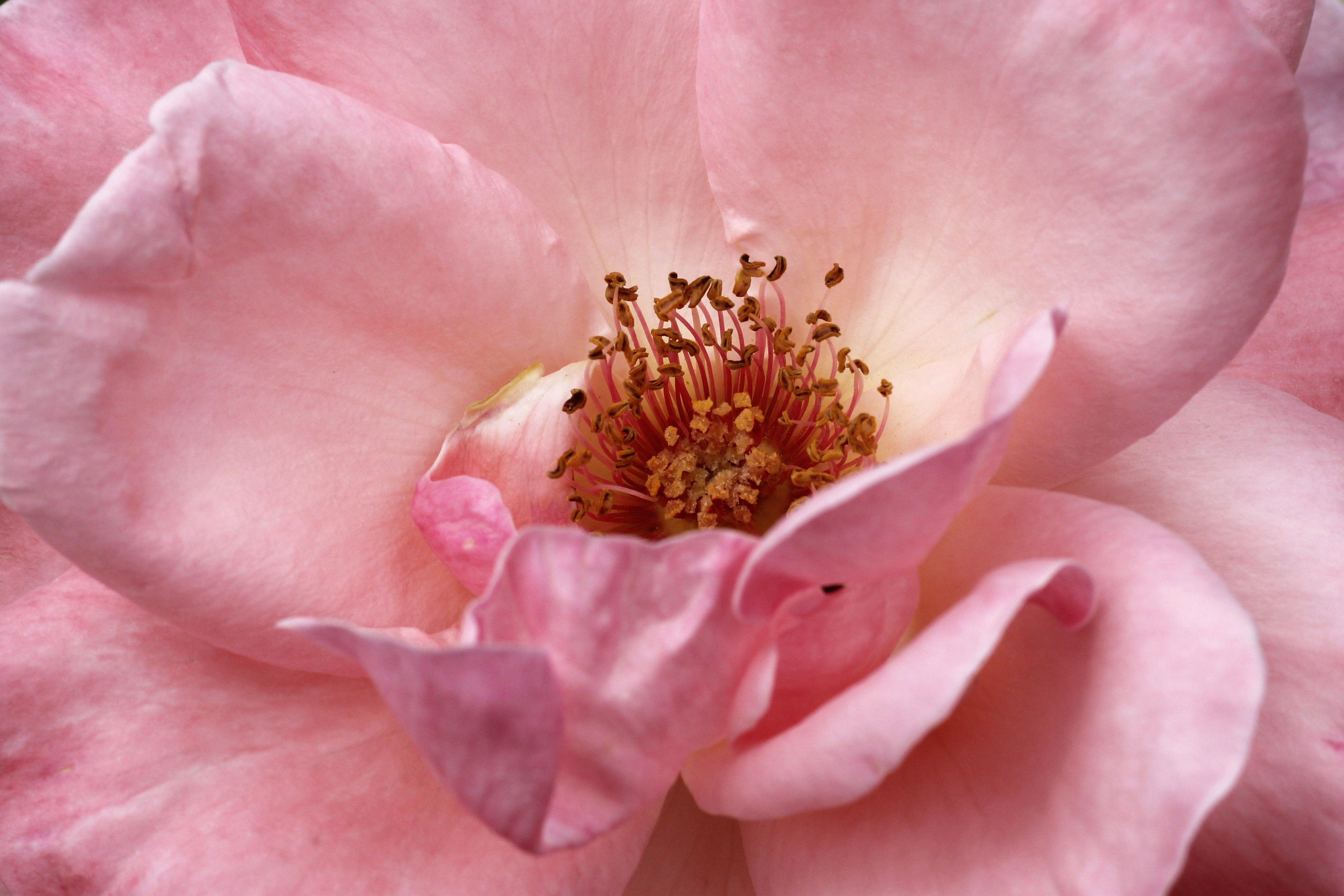 Pink Rose in Bloom Close-up Photo · Free Stock Photo