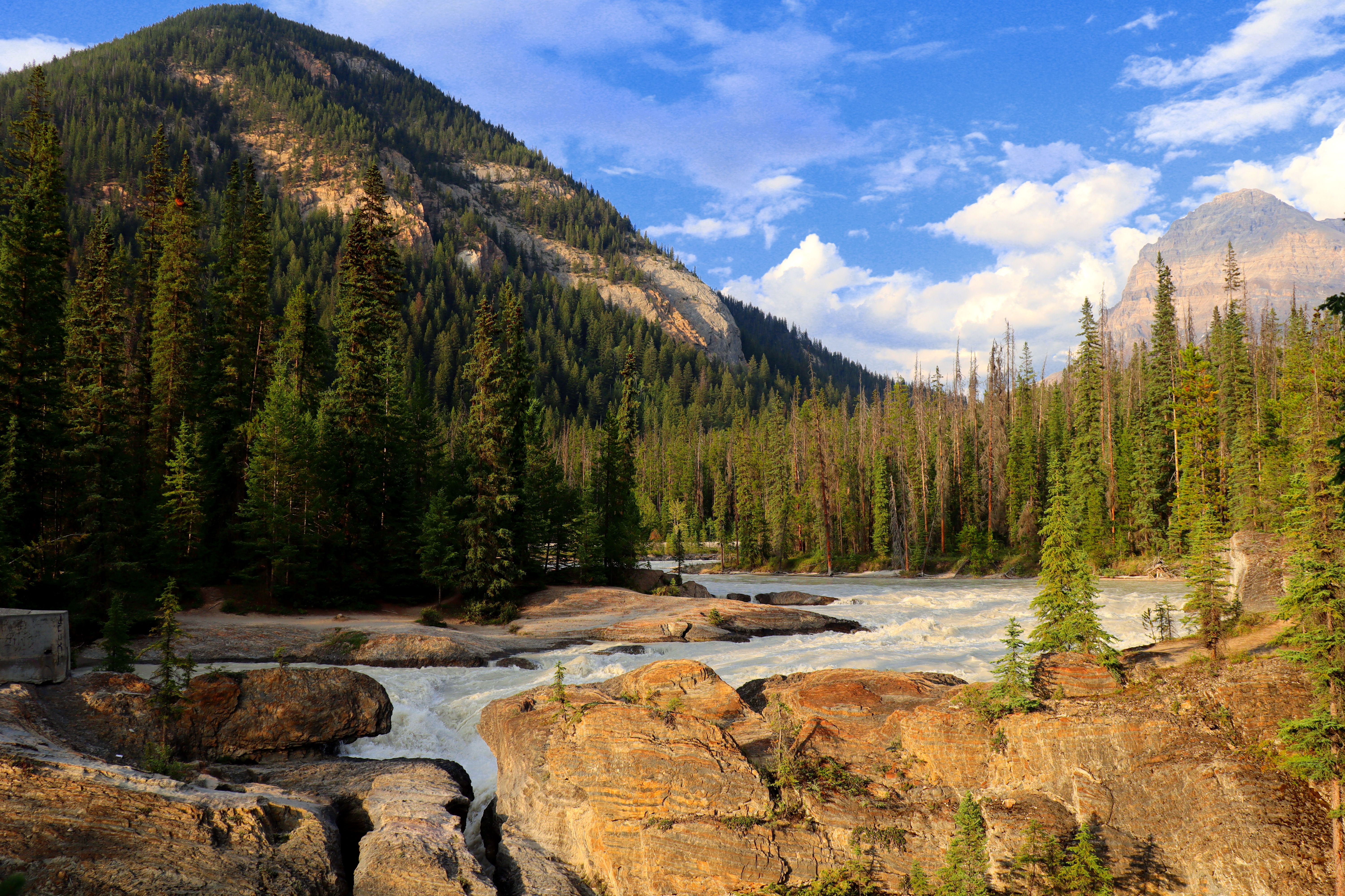 Scenic View of Pine Trees and Mountains Against Clear Blue Sky · Free ...