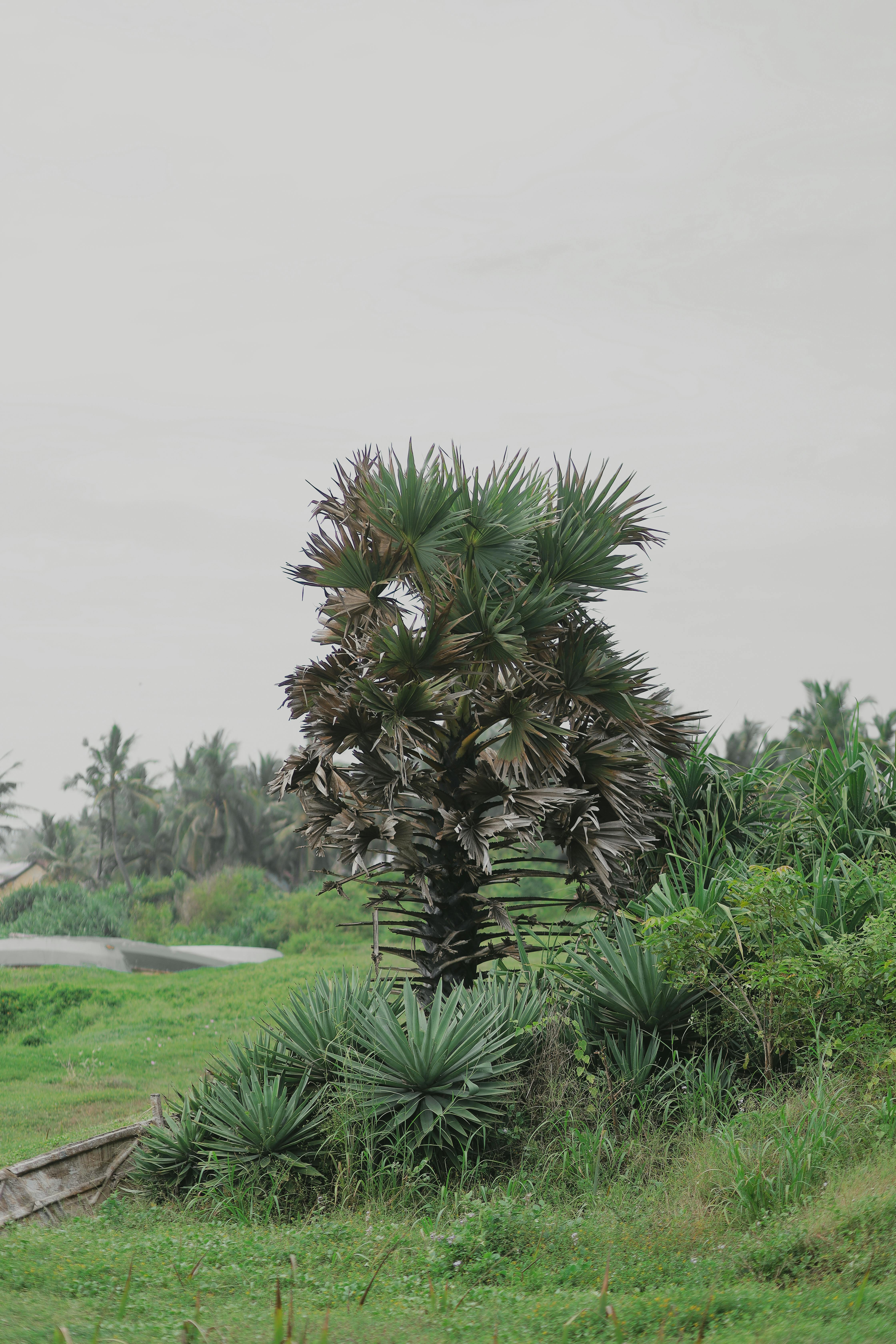 Serene Landscape with Palmyra Trees in Tamil Nadu · Free Stock Photo