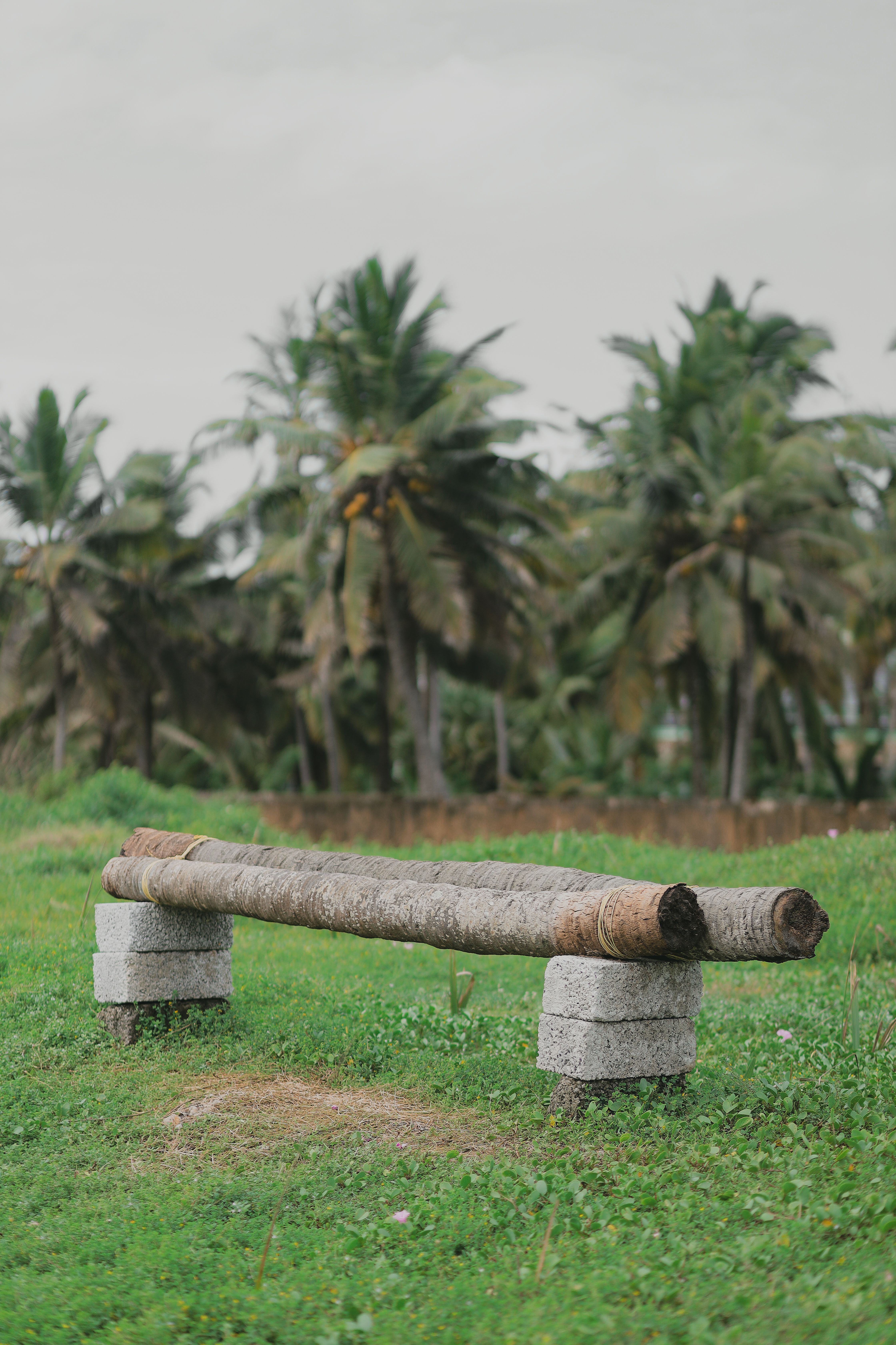 Rustic Bench with Palm Trees in Indian Countryside · Free Stock Photo